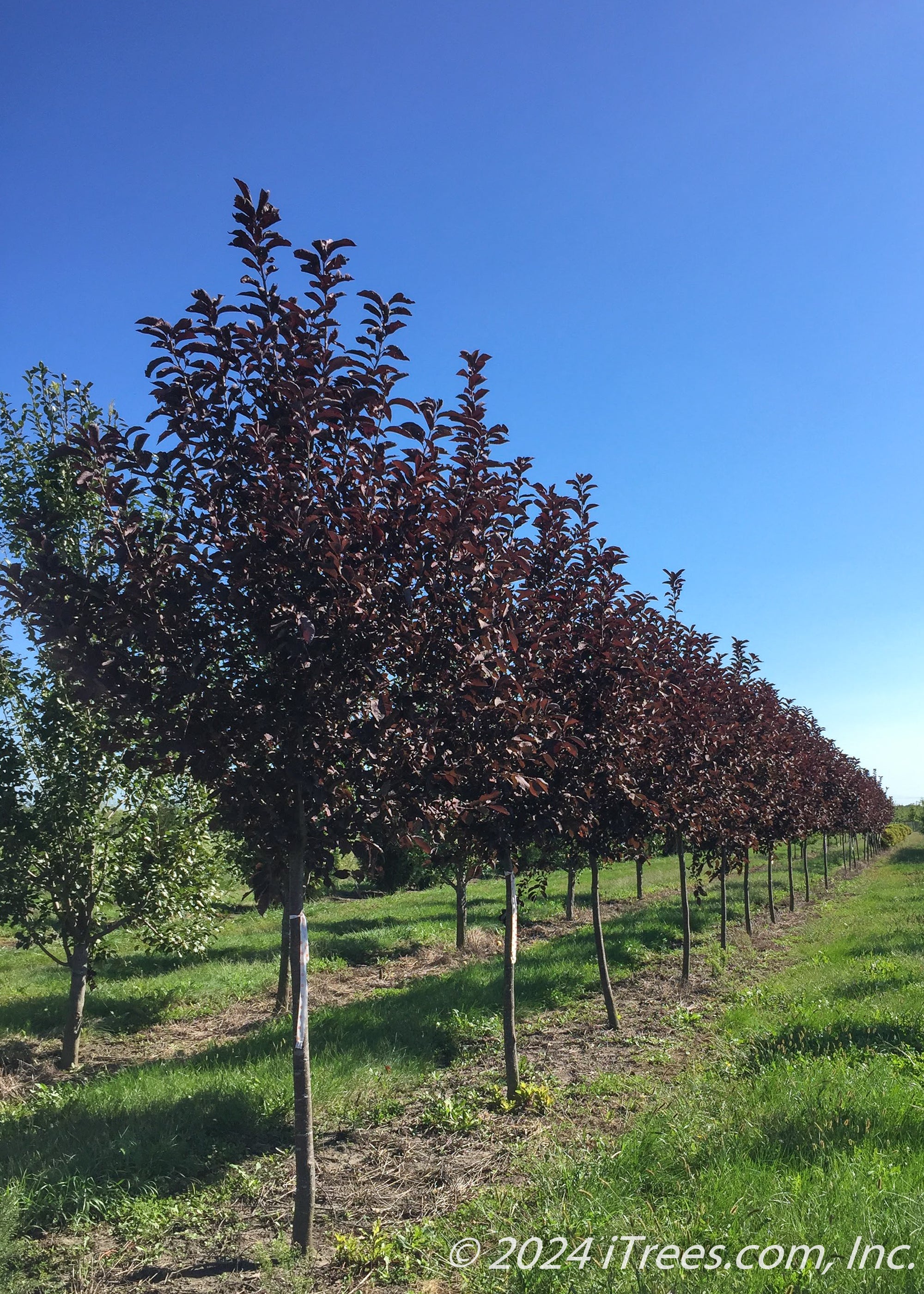 Canada Red Chokecherry