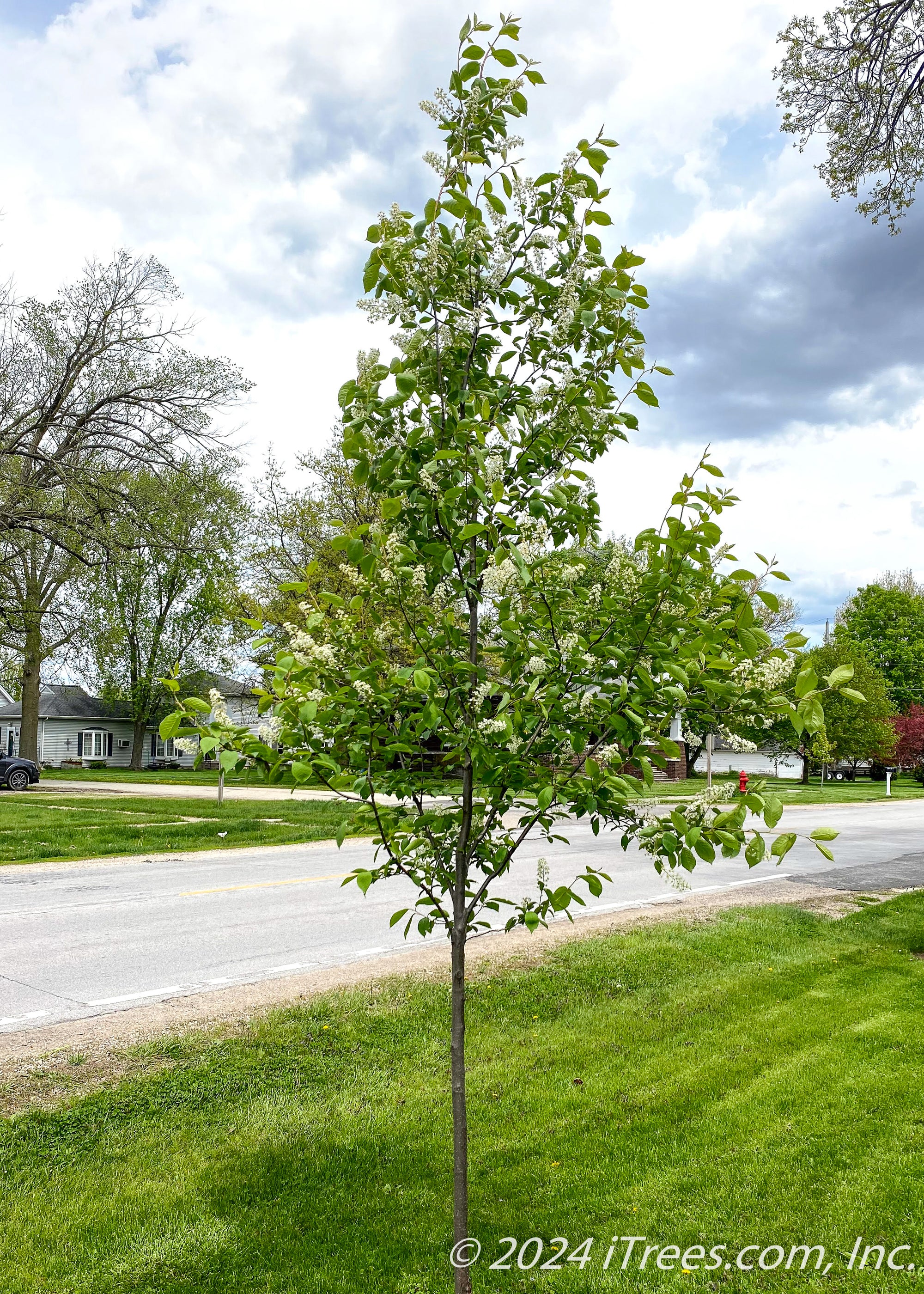 Canada Red Chokecherry