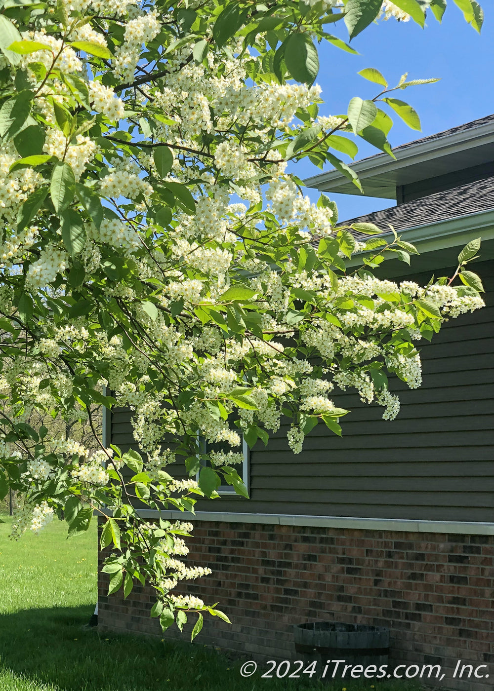 Canada Red Chokecherry