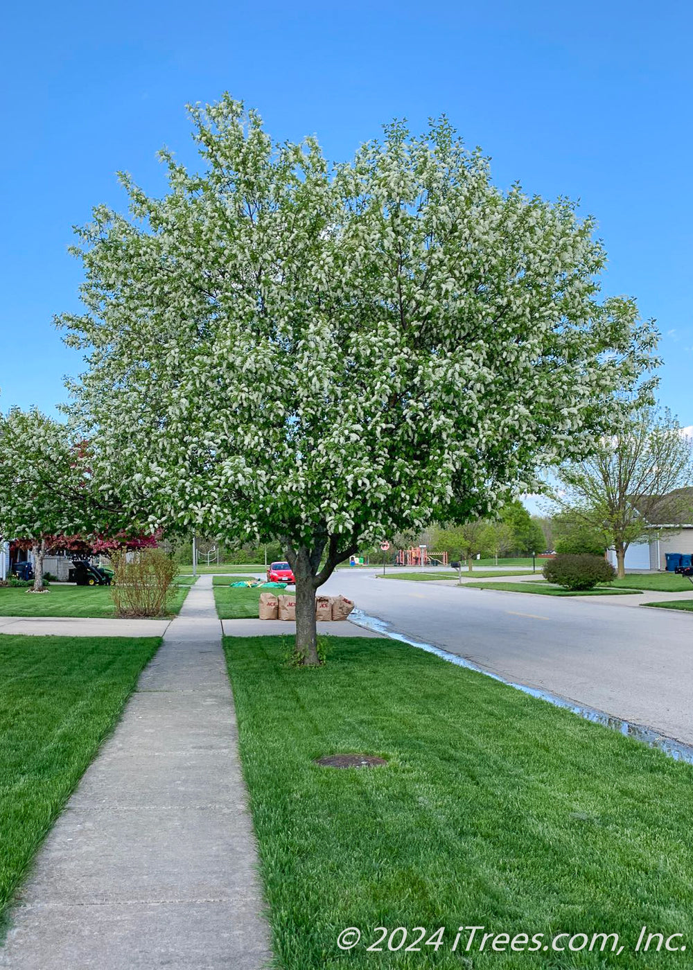 Canada Red Chokecherry