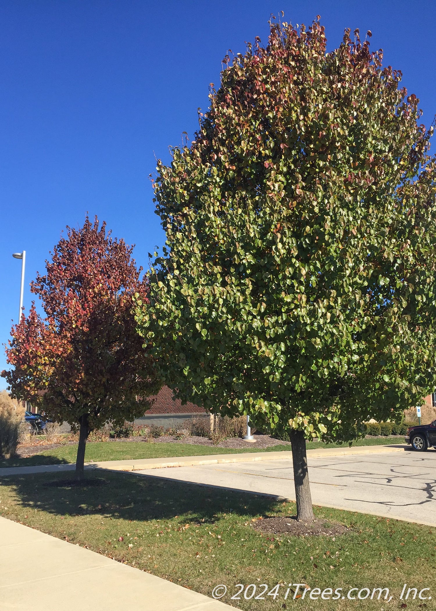 Cleveland Select Ornamental Pear