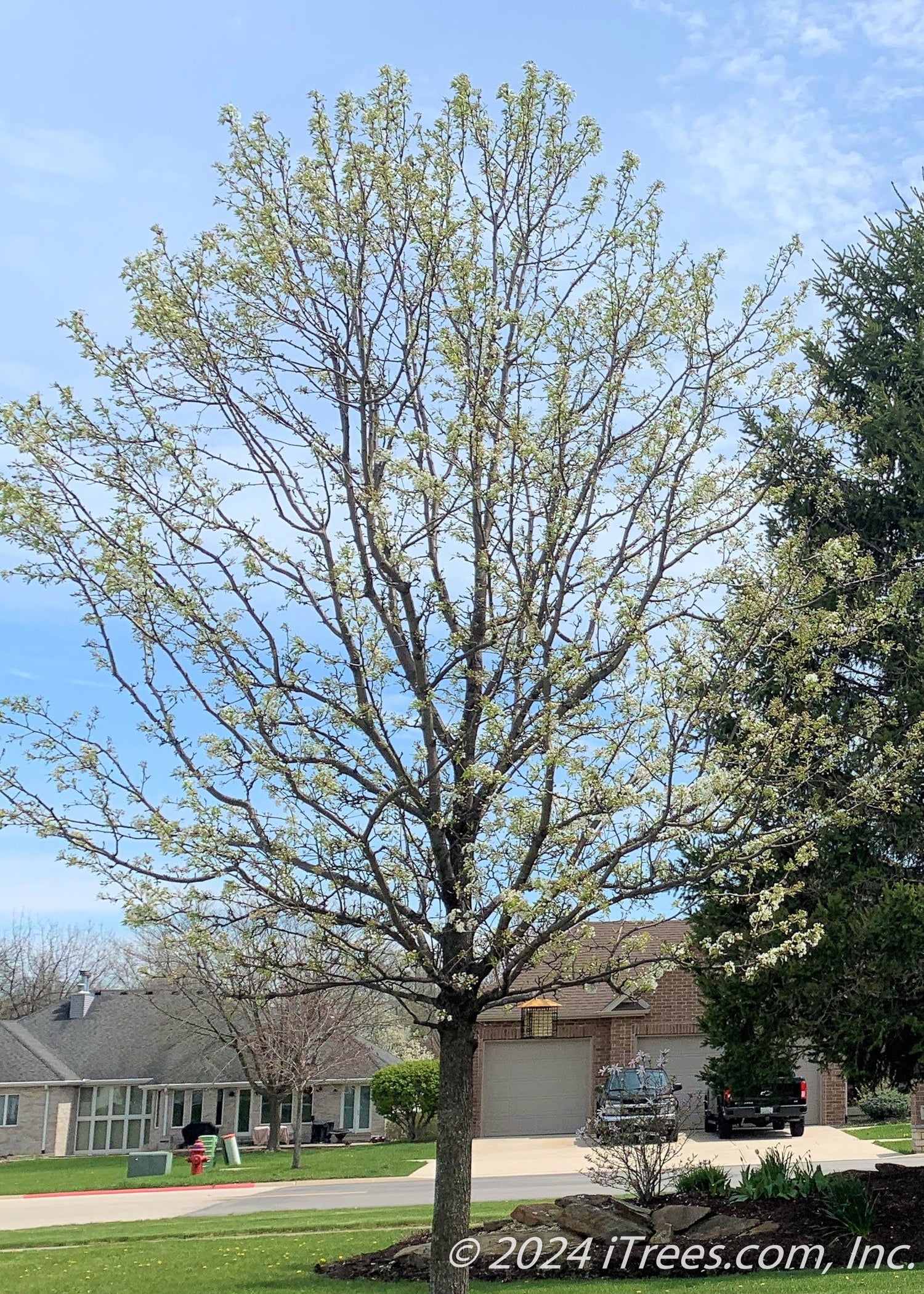 Cleveland Select Ornamental Pear
