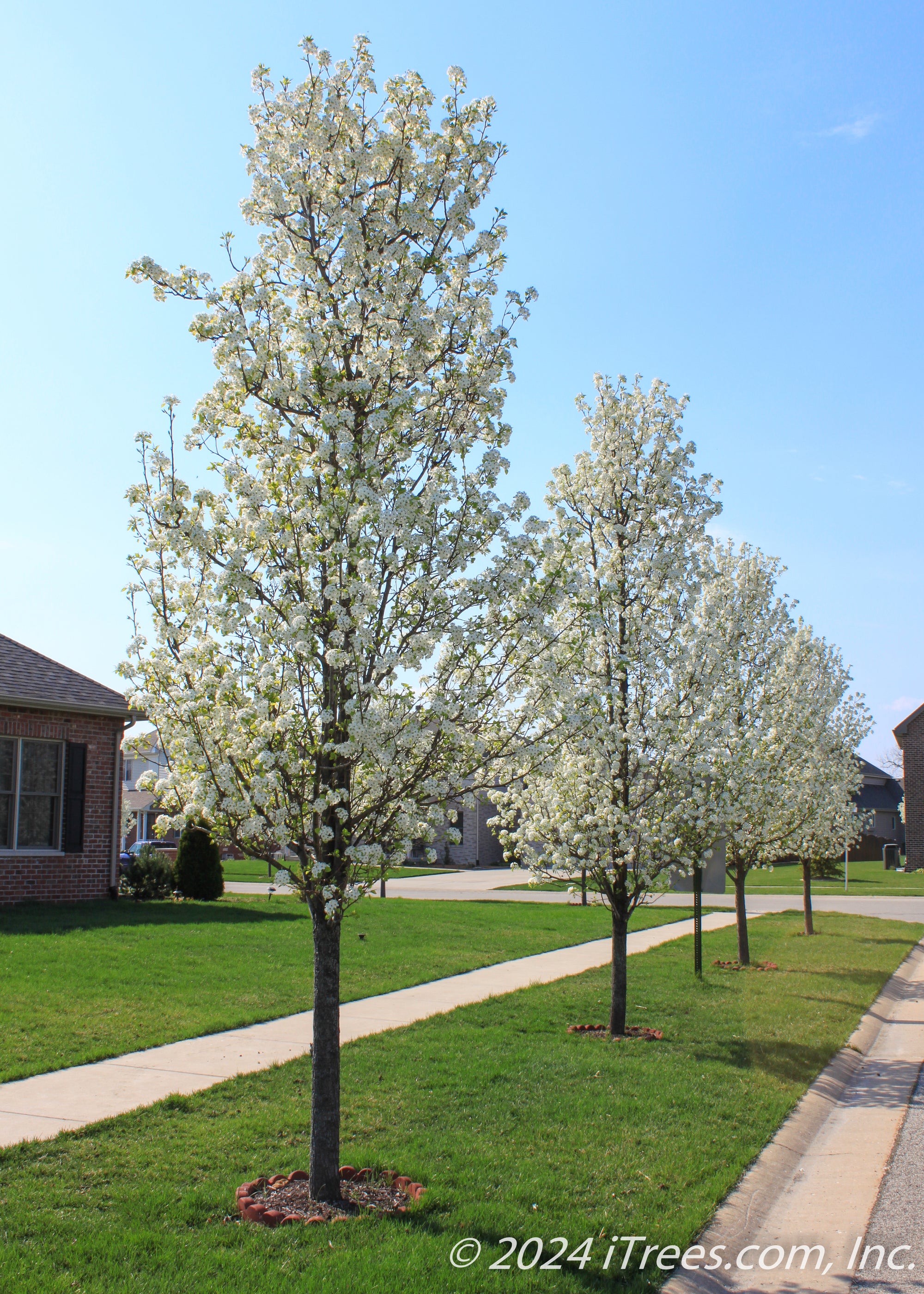 Cleveland Select Ornamental Pear