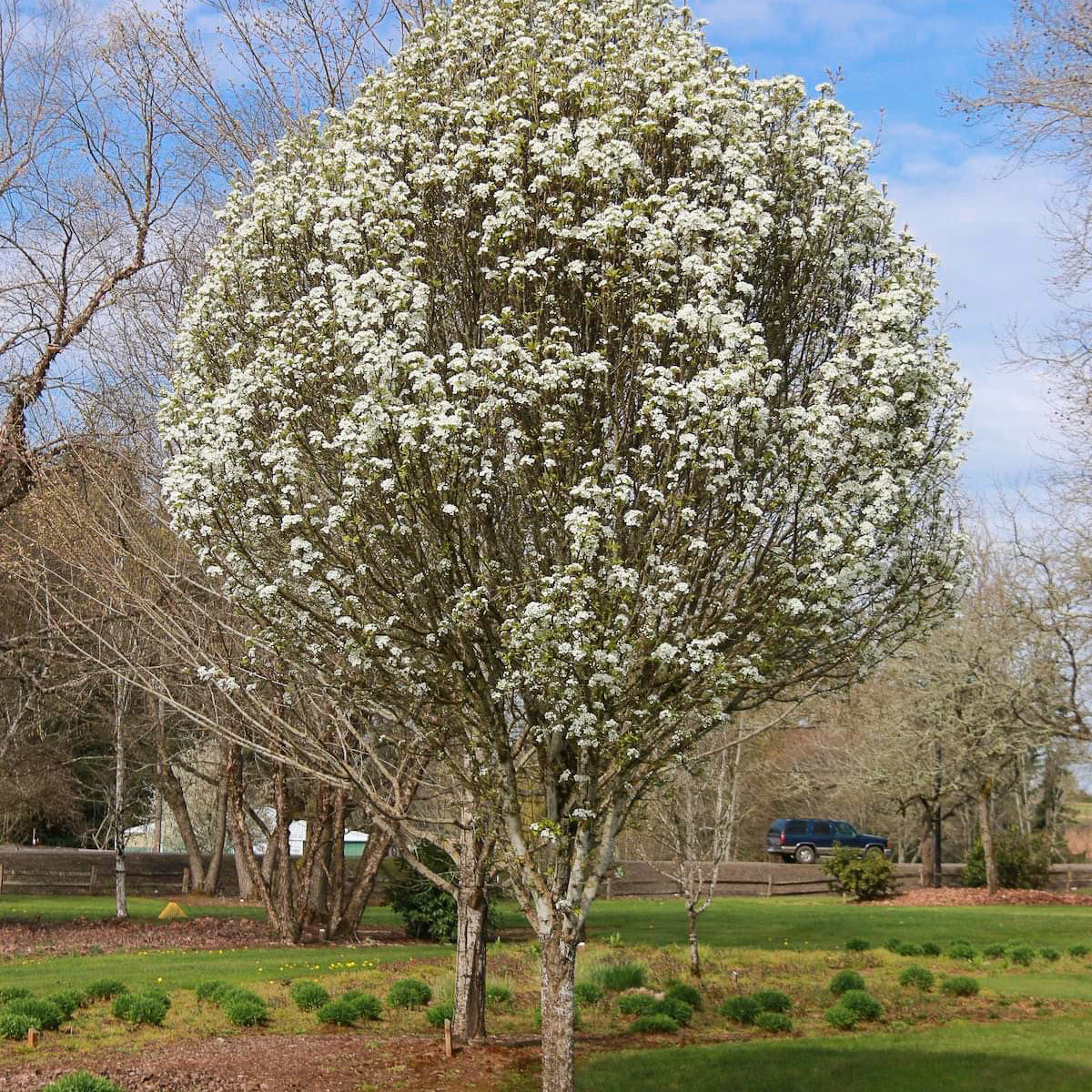 Jack® Ornamental Pear