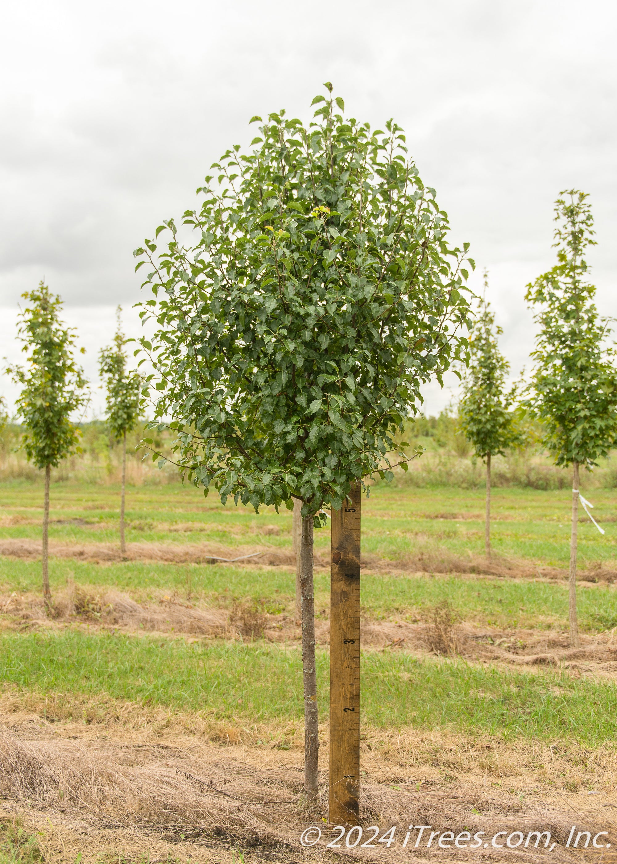 Trinity Ornamental Pear