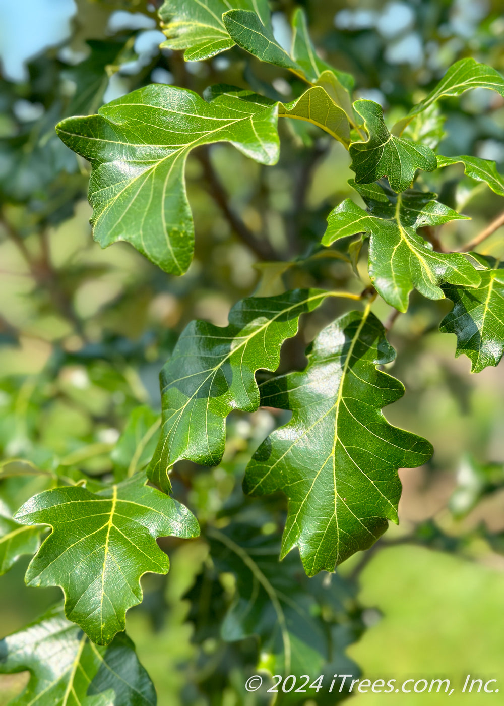 K.B. Crystal Oak