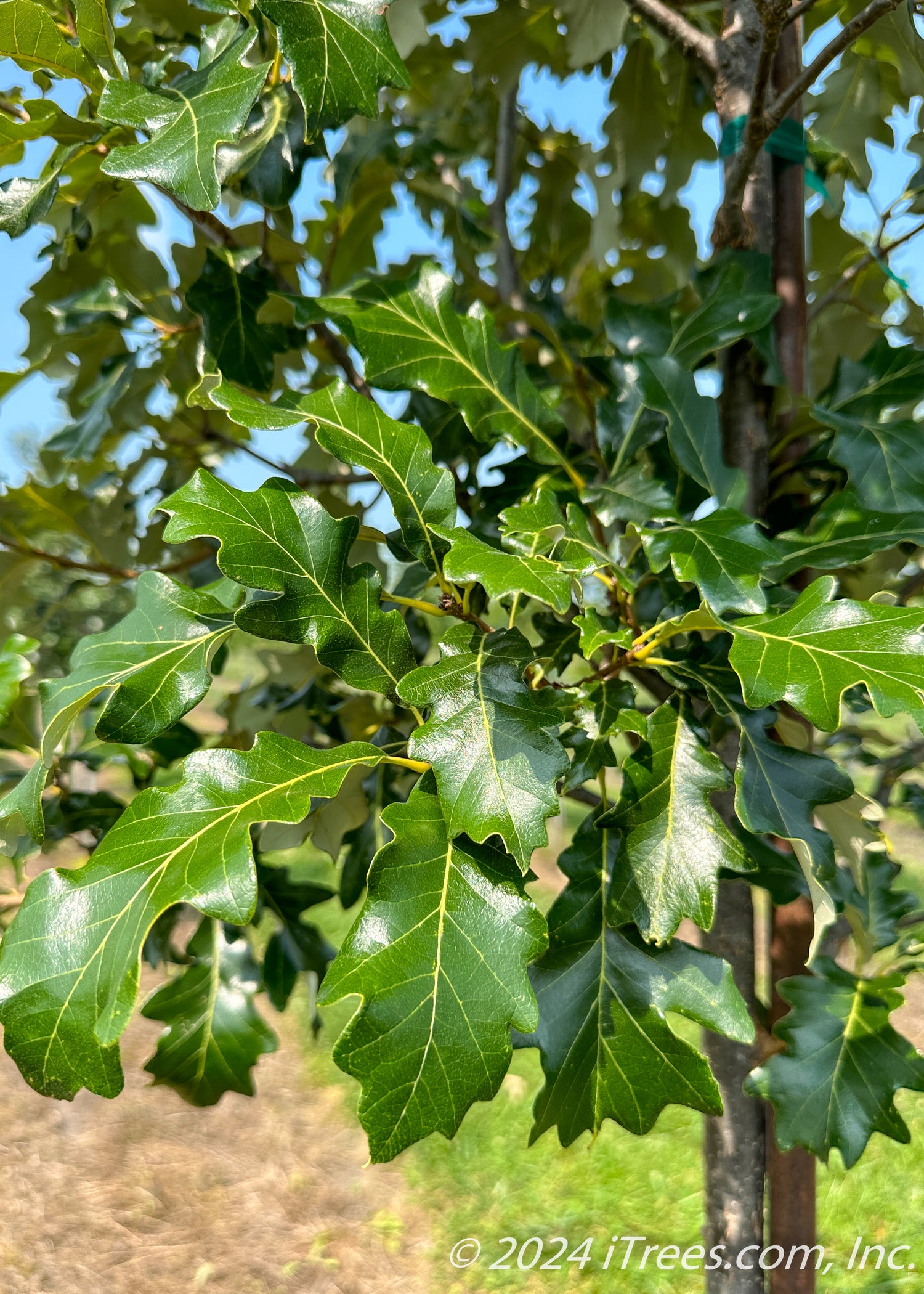 K.B. Crystal Oak