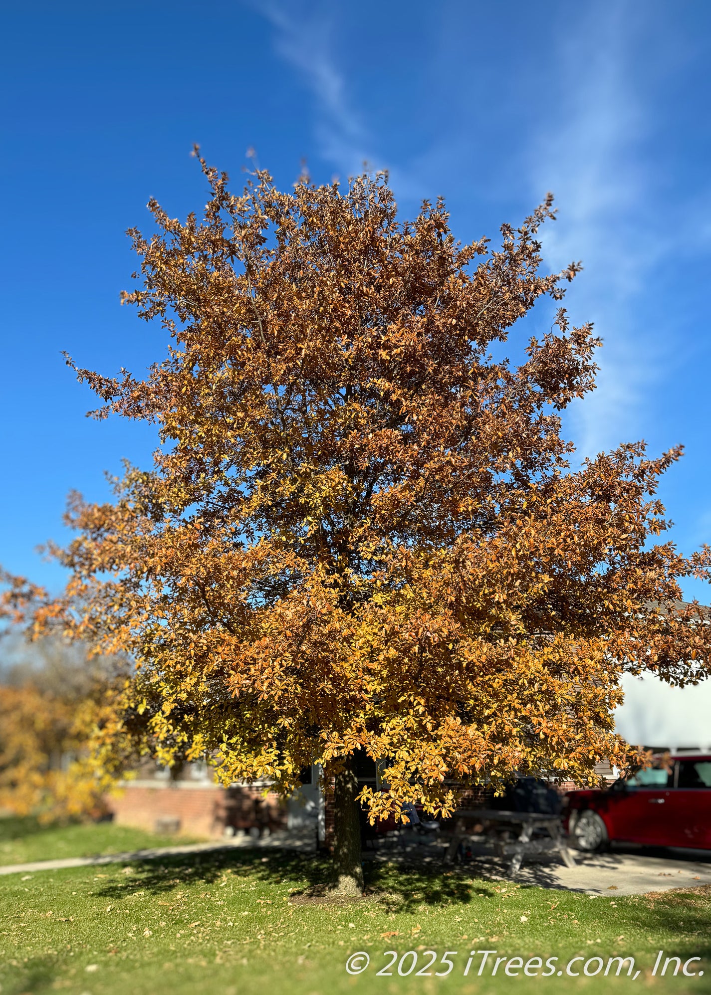 Shingle Oak