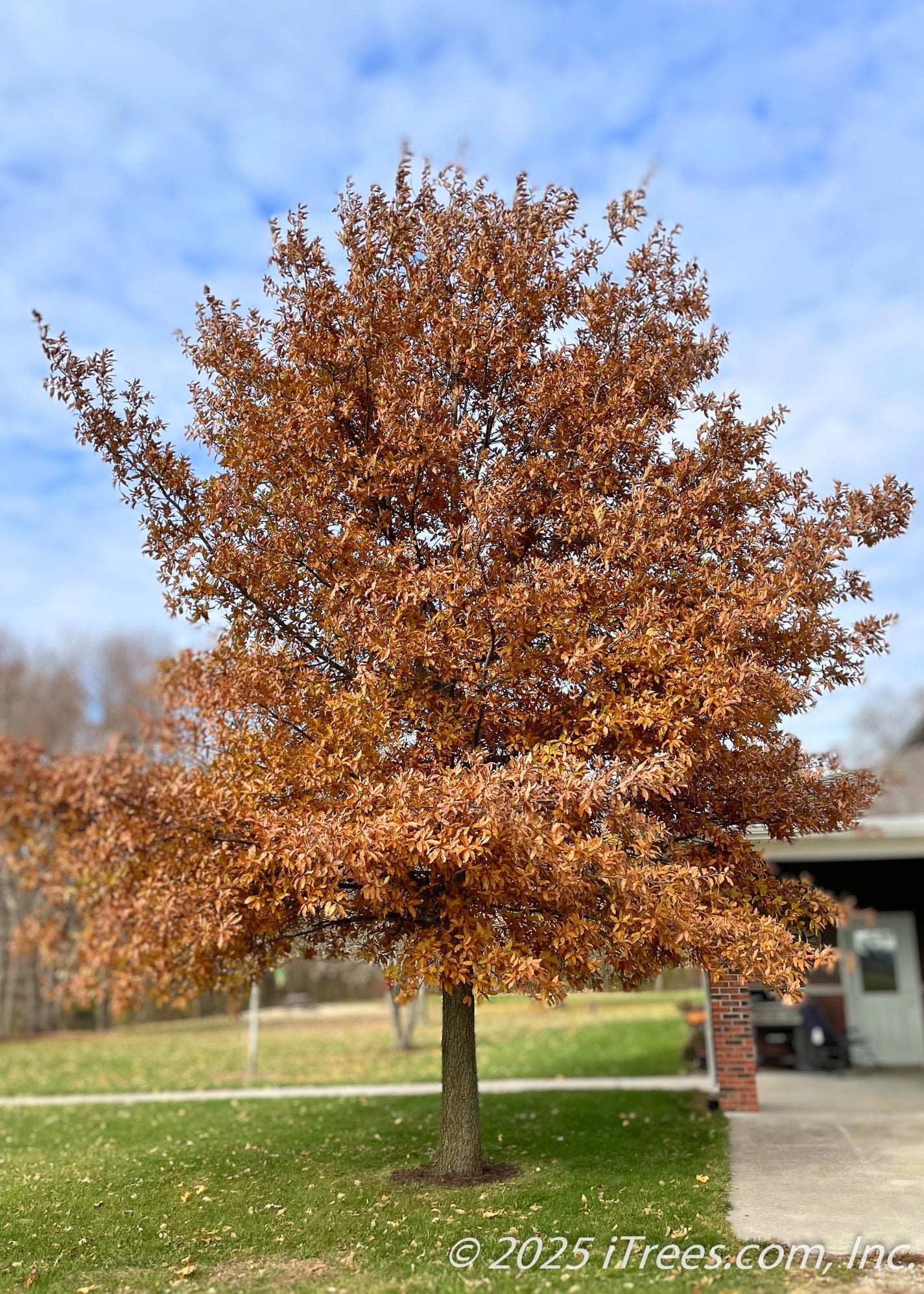 Shingle Oak