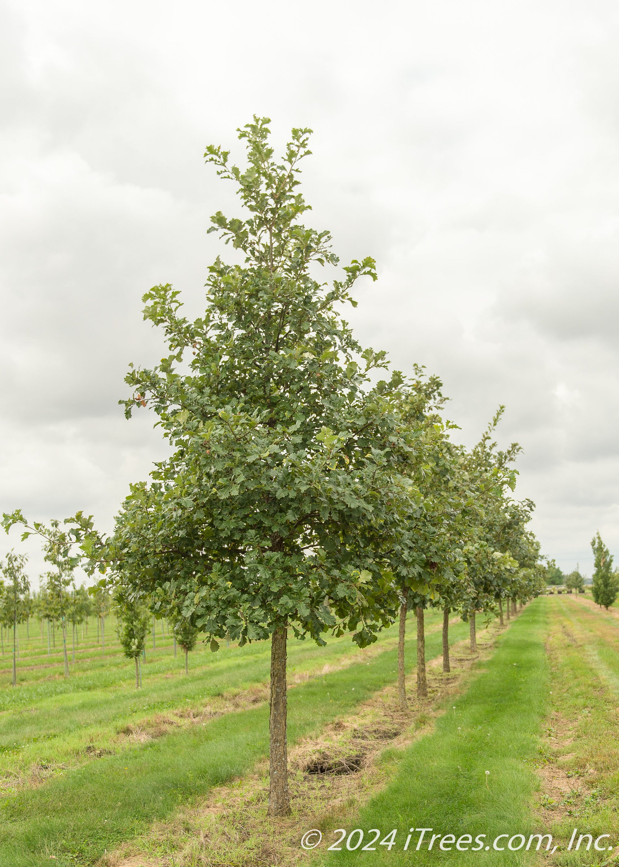 Swamp White Oak