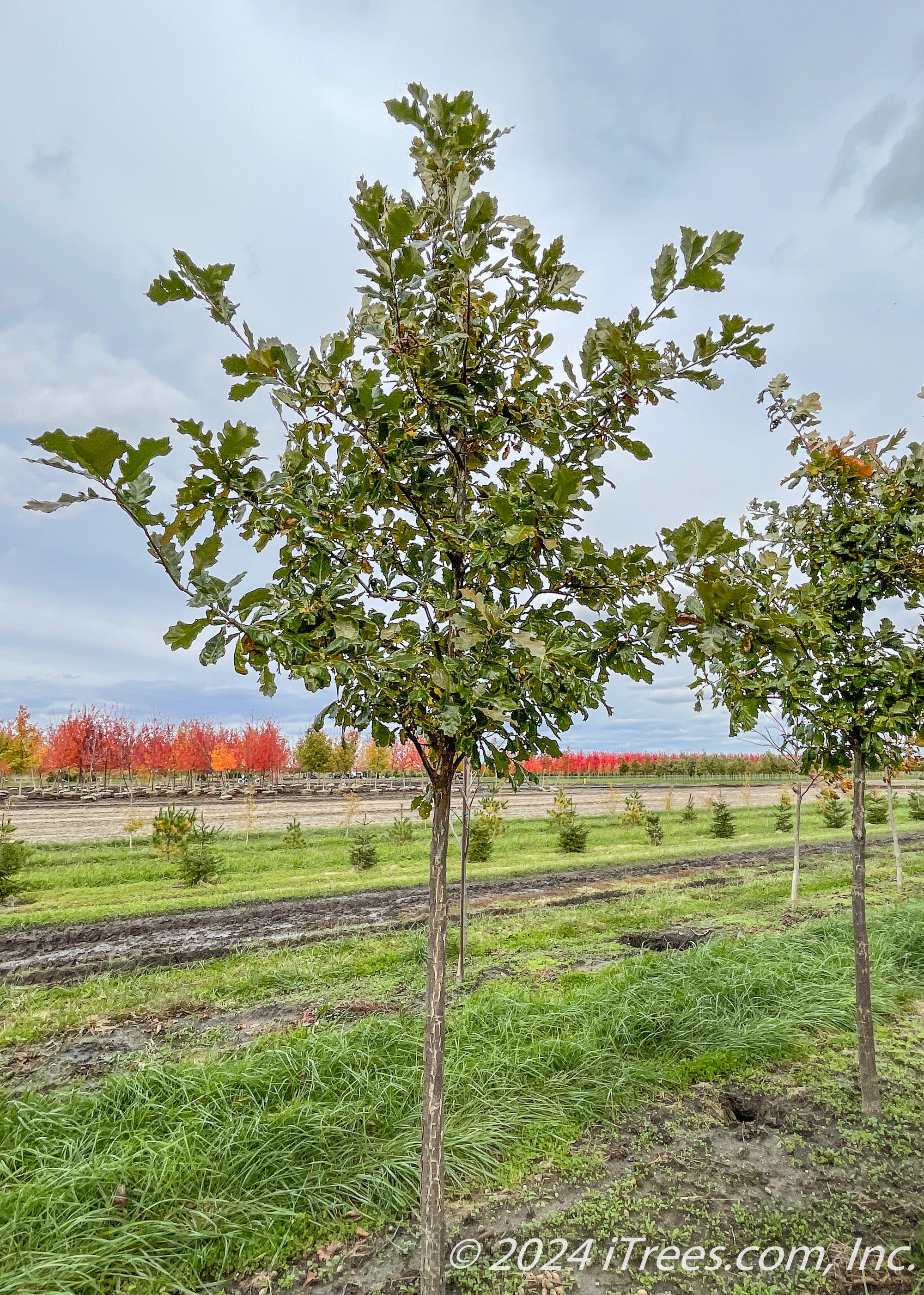 Swamp White Oak