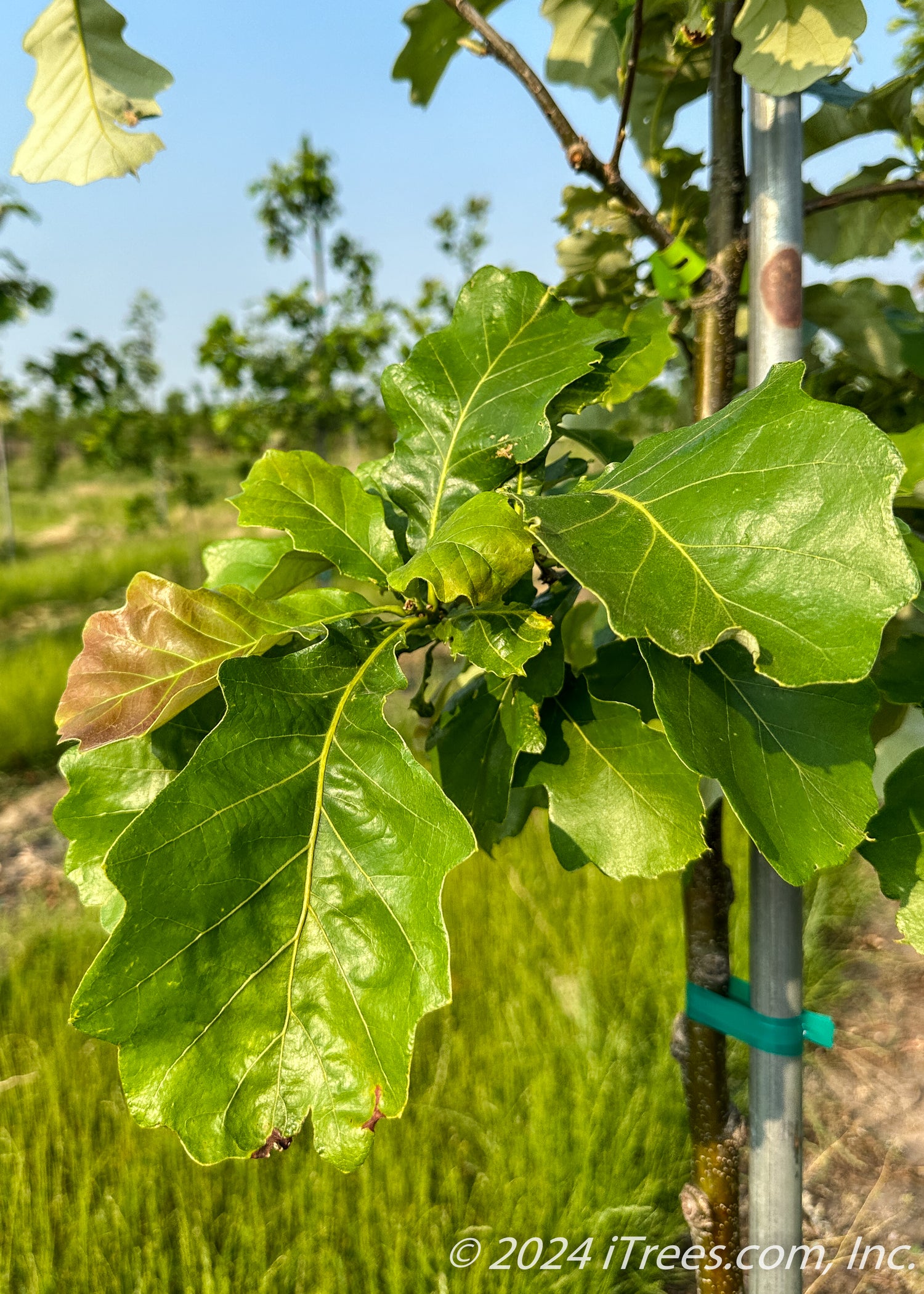 Swamp White Oak