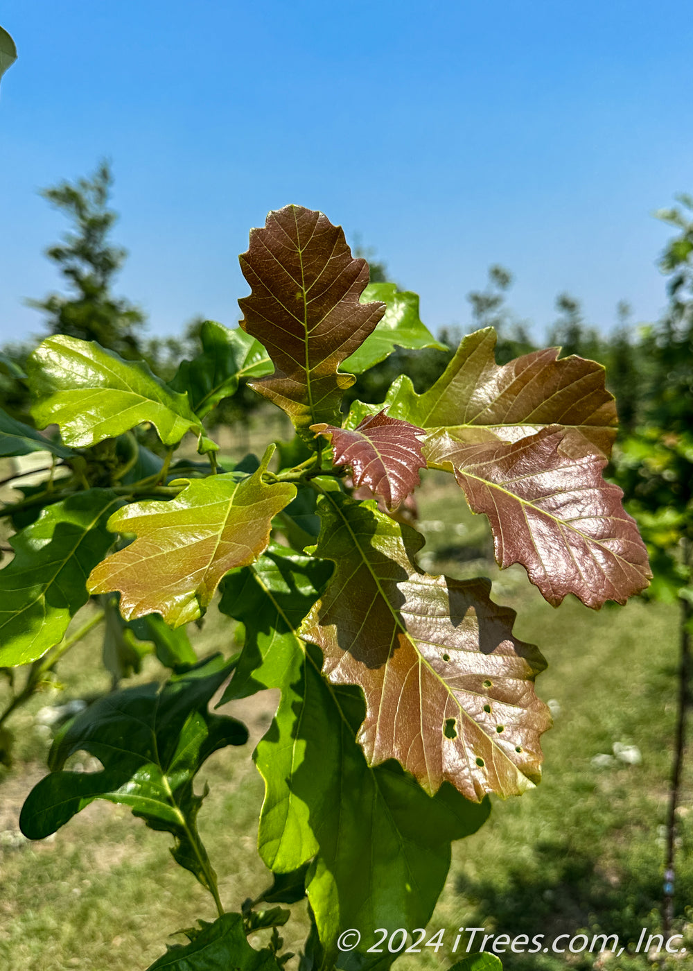 American Dream Oak