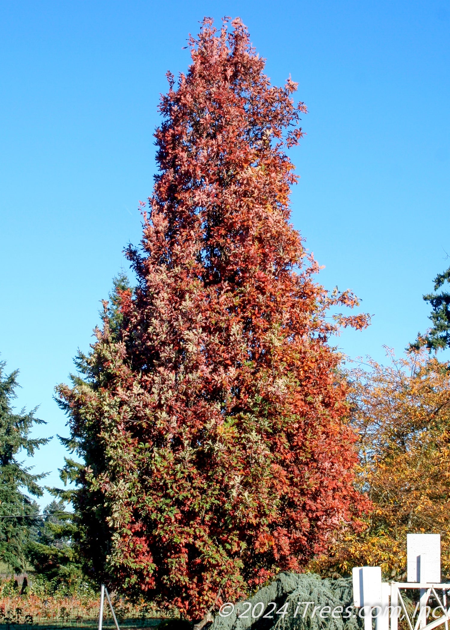 Crimson Spire Oak