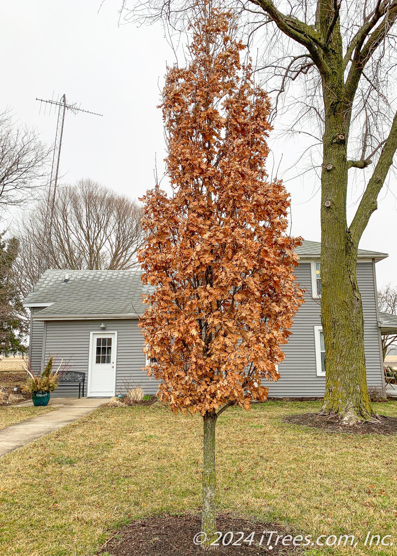 Crimson Spire Oak