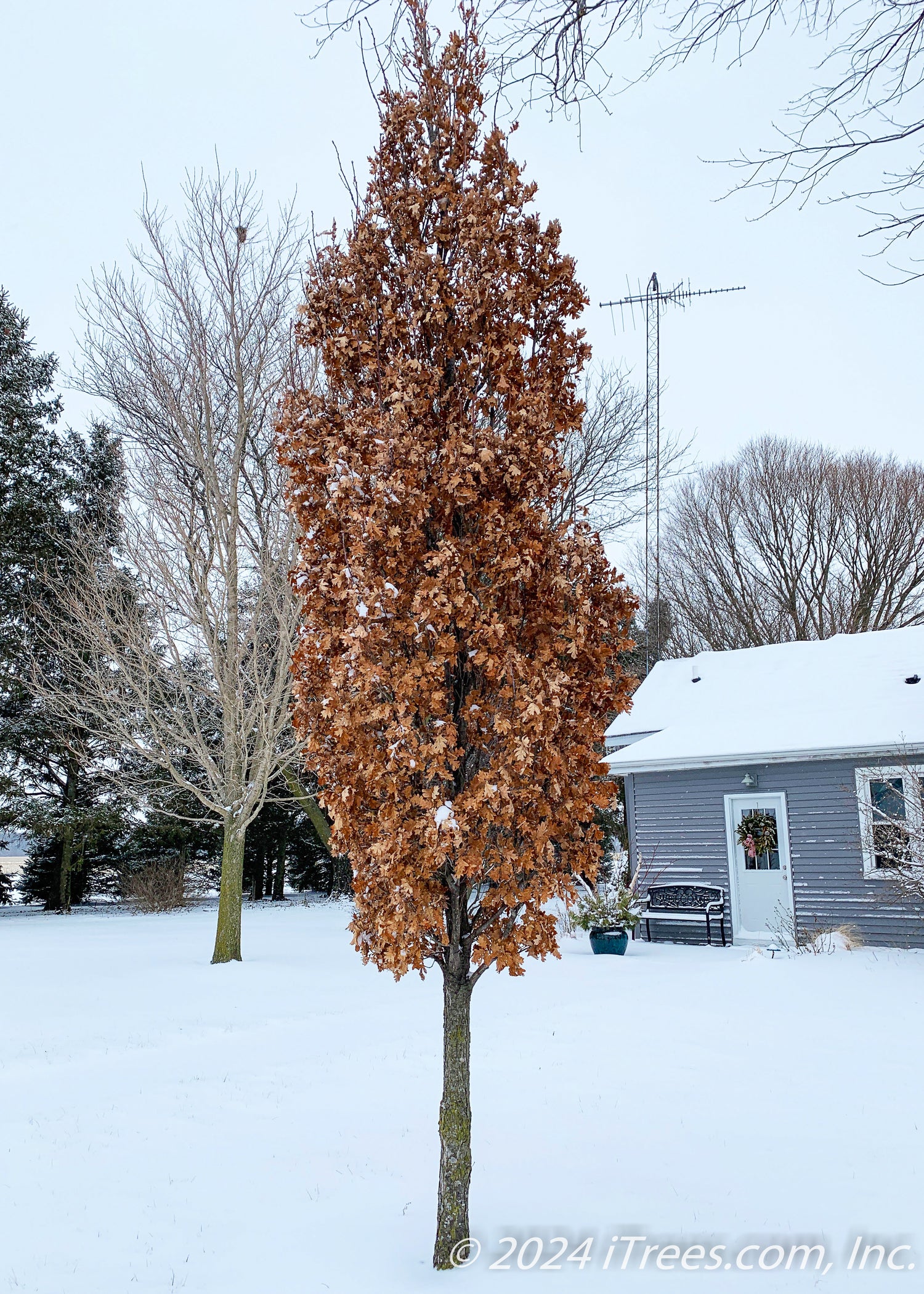 Crimson Spire Oak