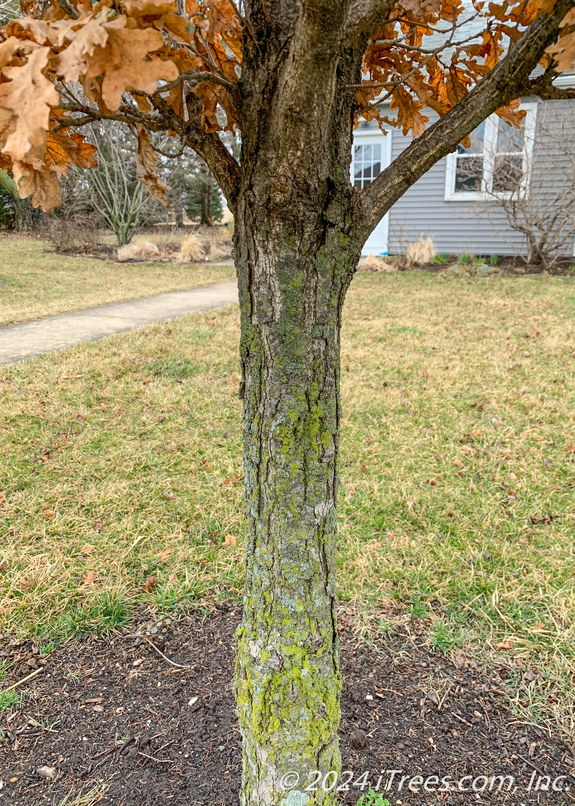 Crimson Spire Oak