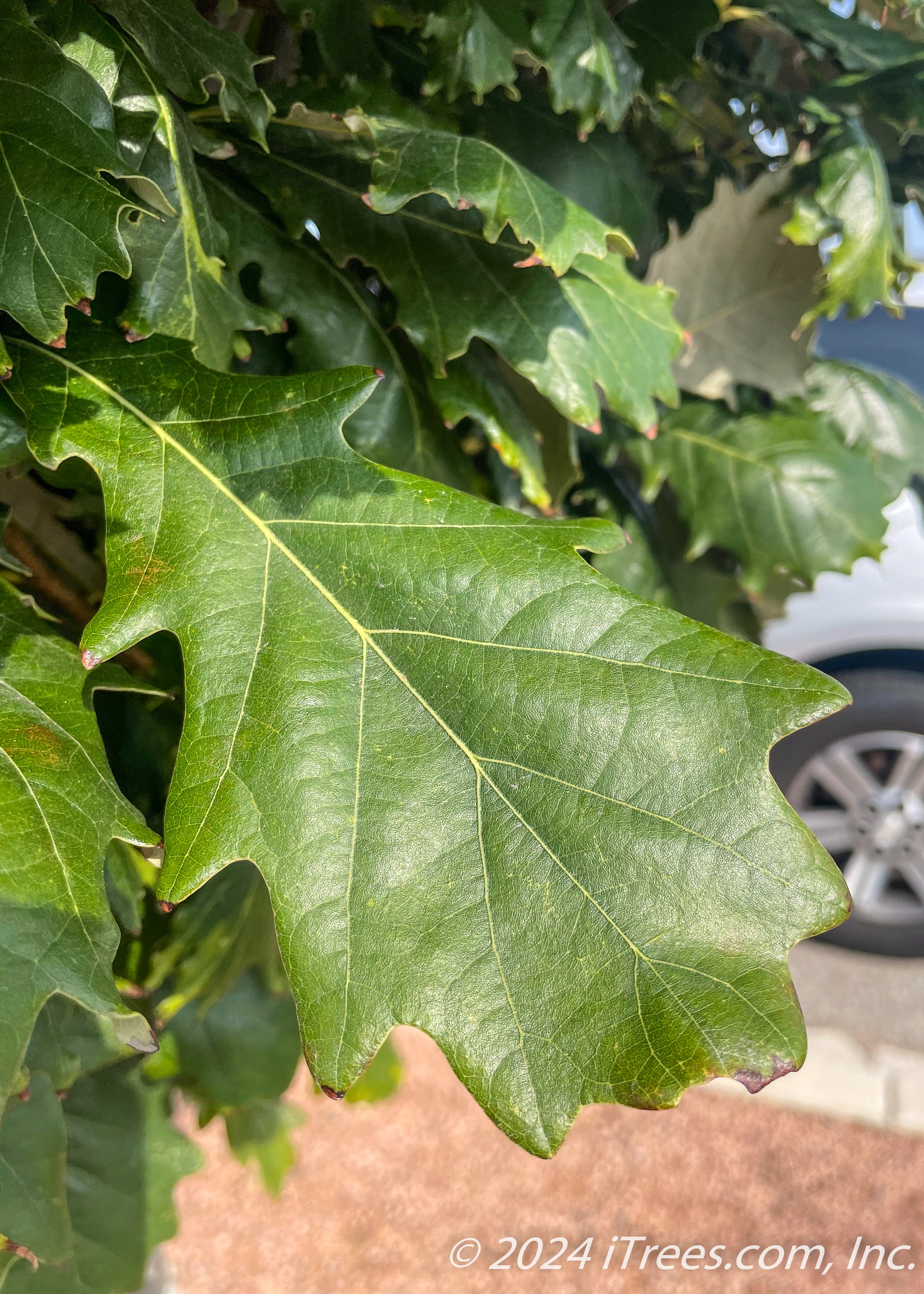 Kindred Spirit® Oak