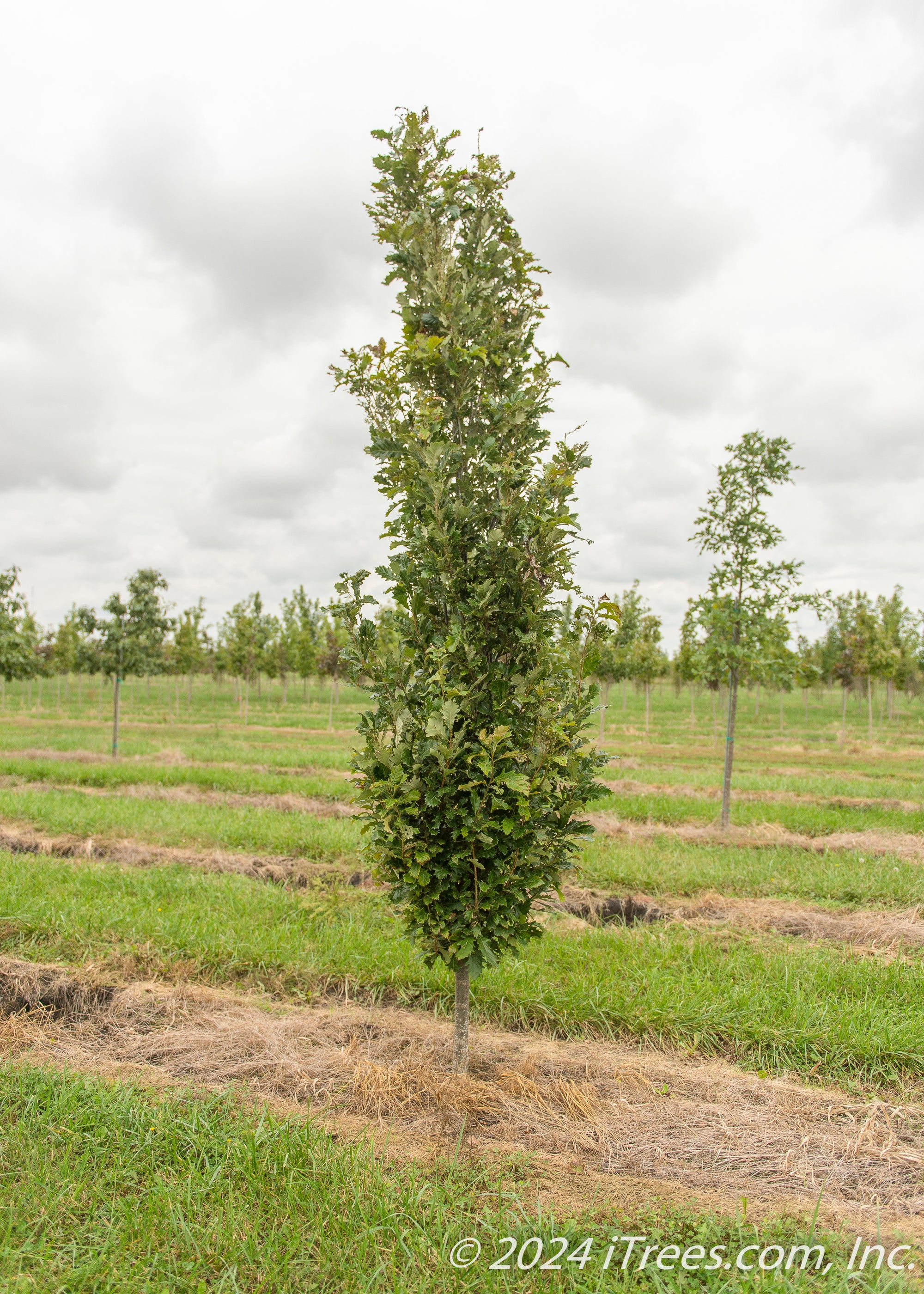 Kindred Spirit® Oak