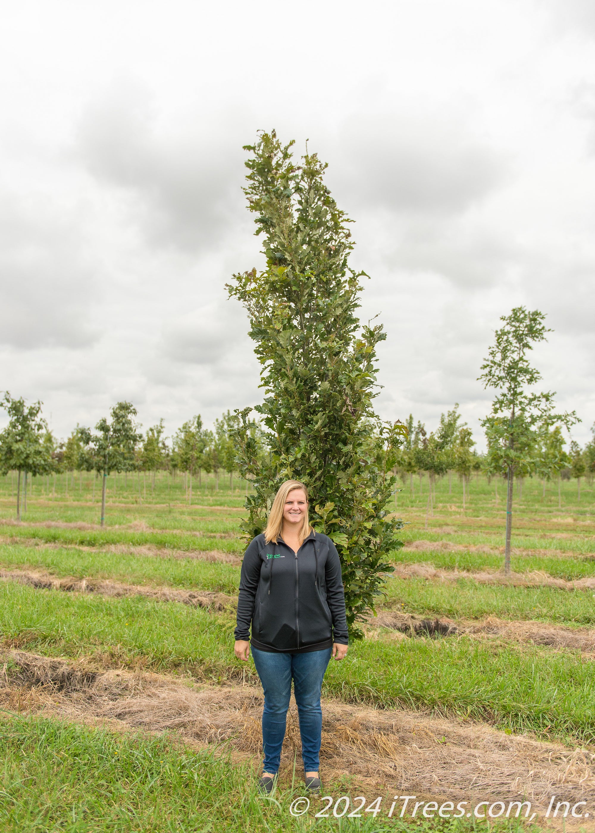 Kindred Spirit® Oak