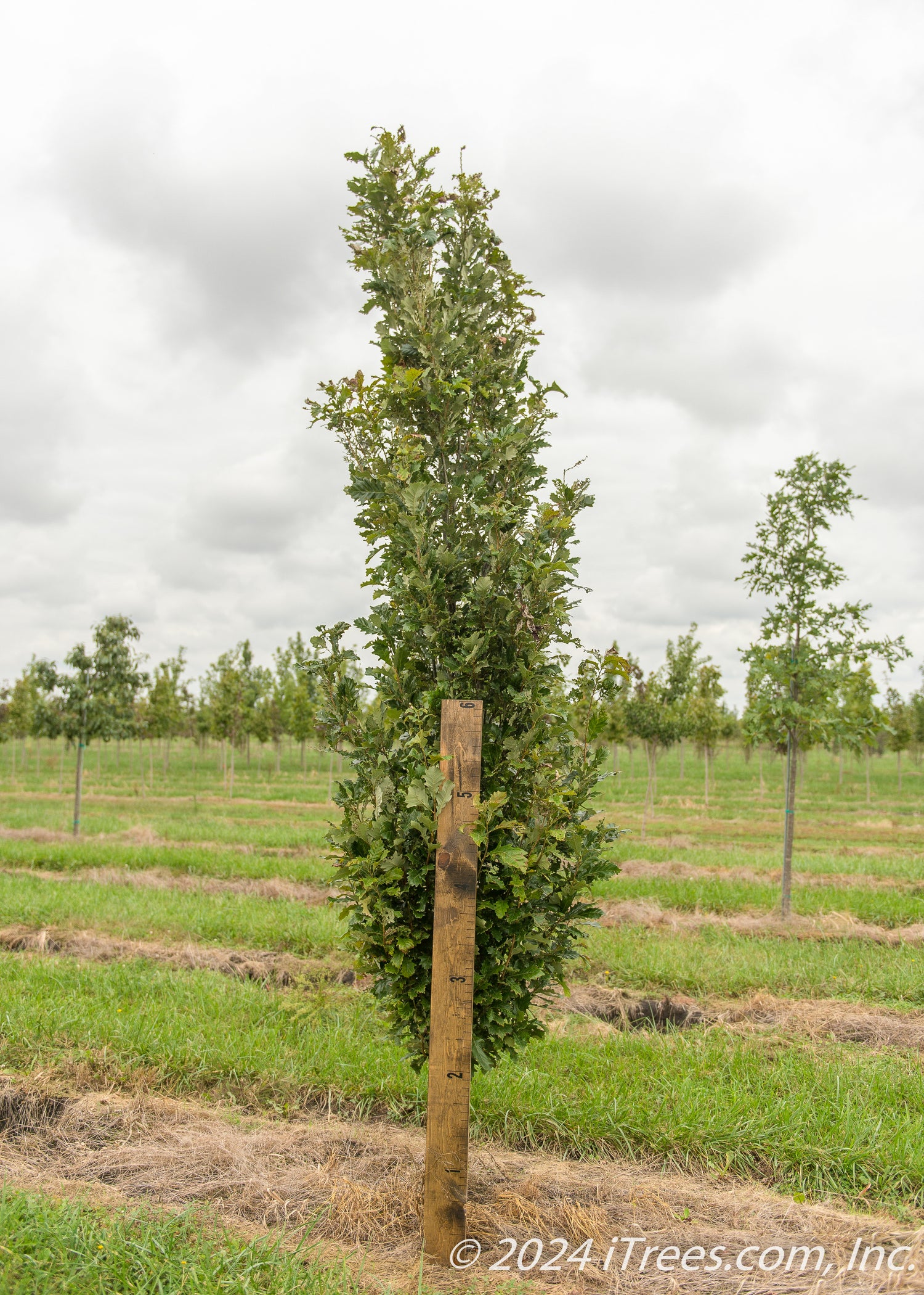 Kindred Spirit® Oak