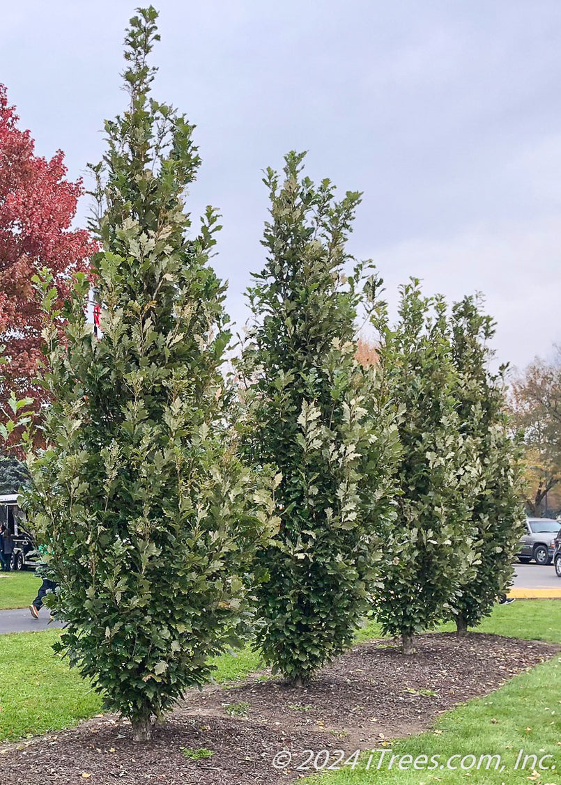 Regal Prince® Oak
