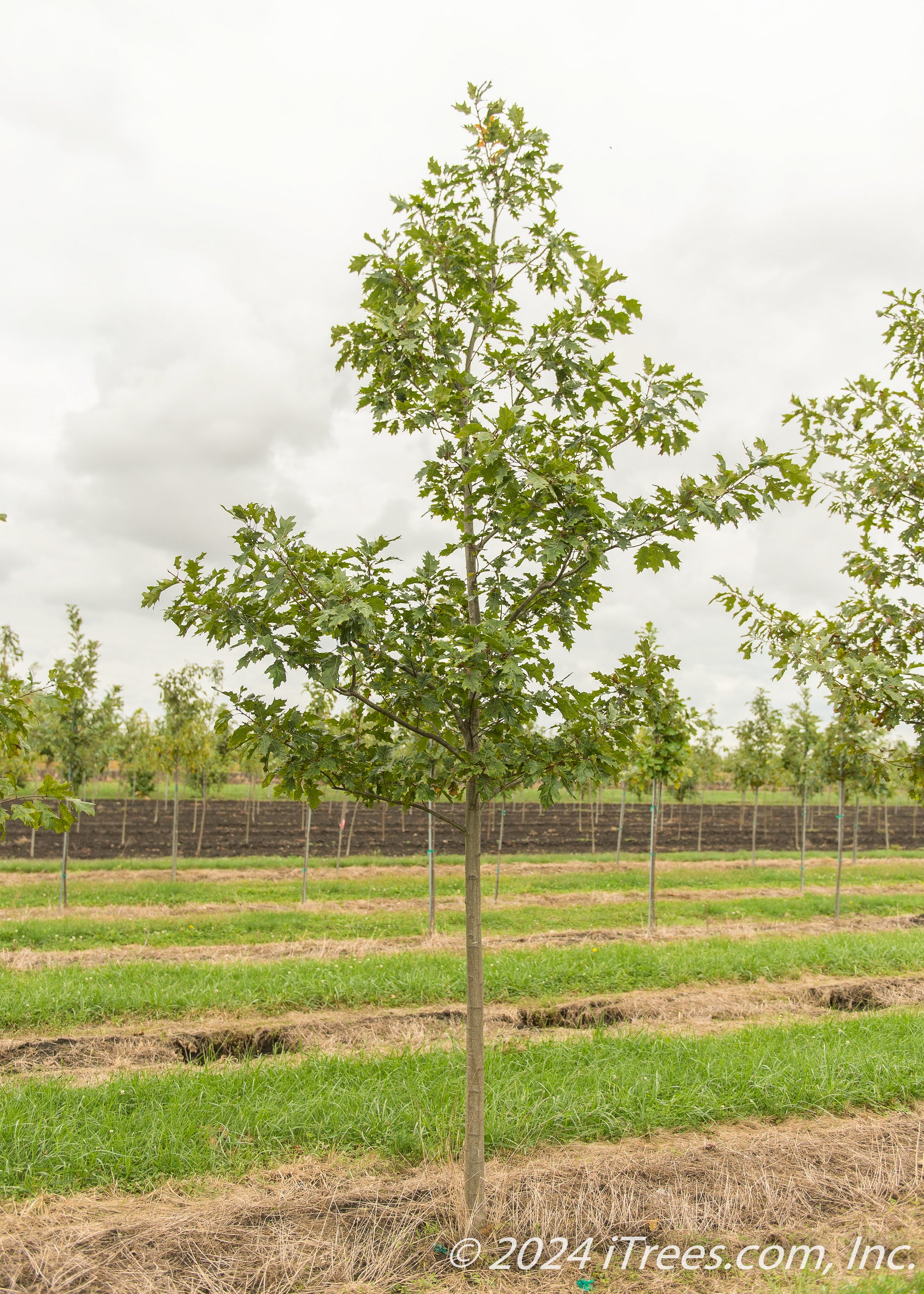 Red Oak