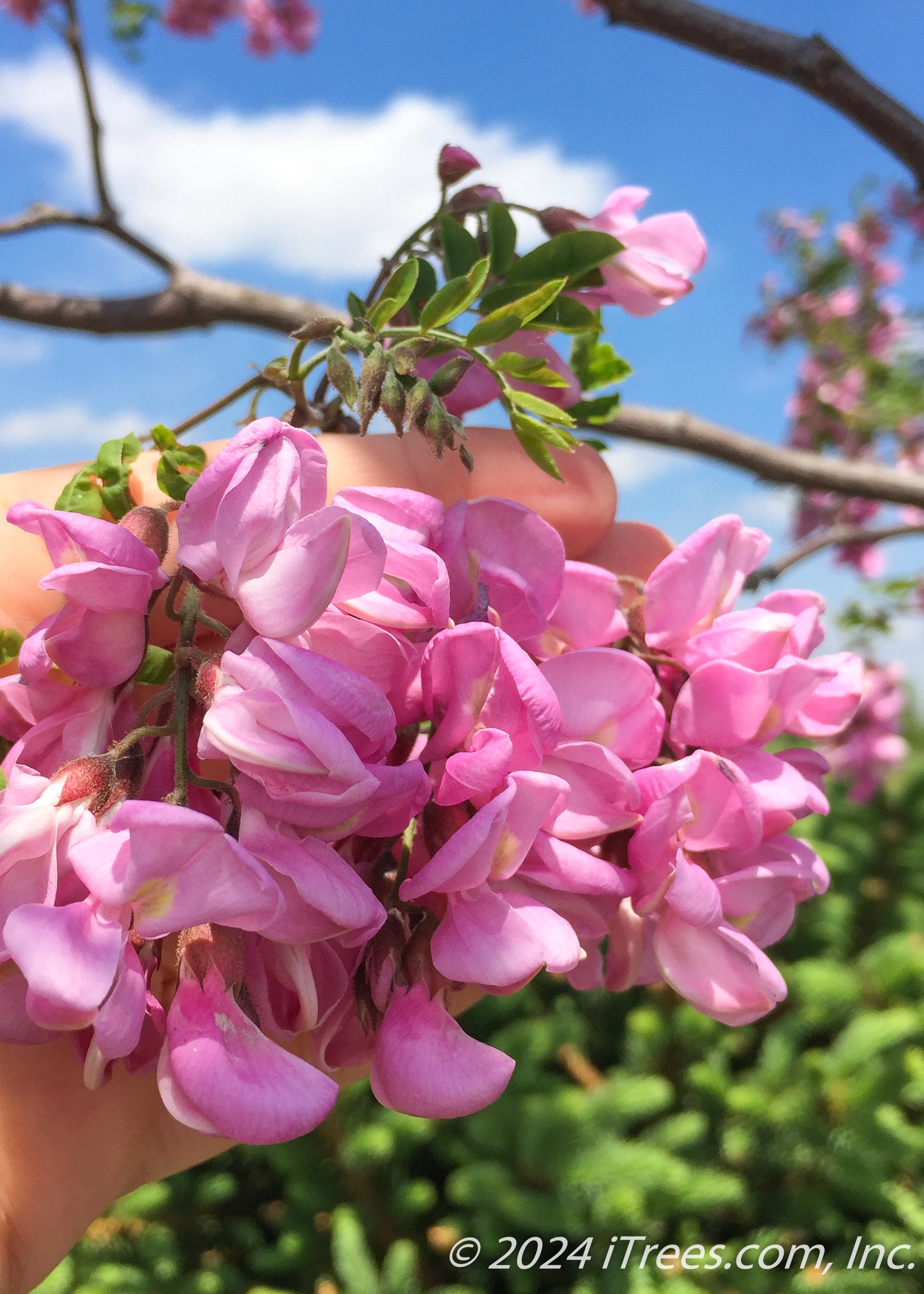 Purple Robe Black Locust