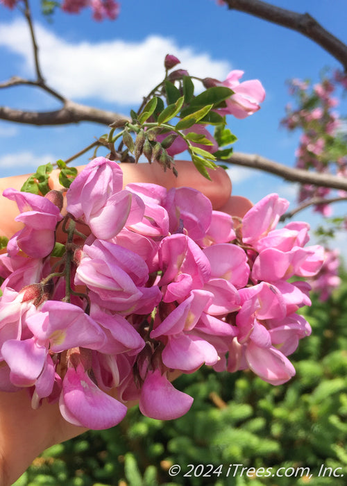 Purple Robe Black Locust