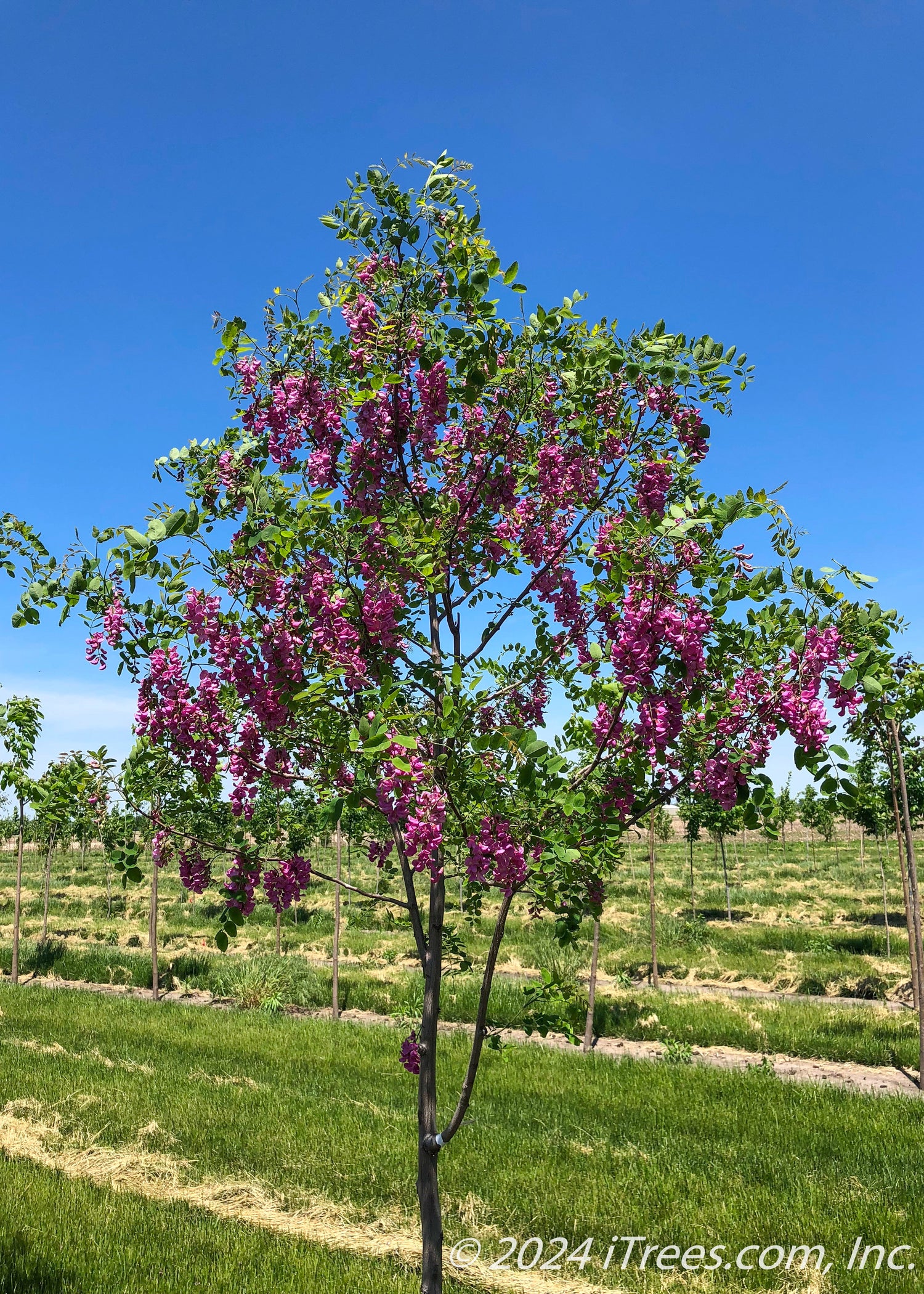 Purple Robe Black Locust