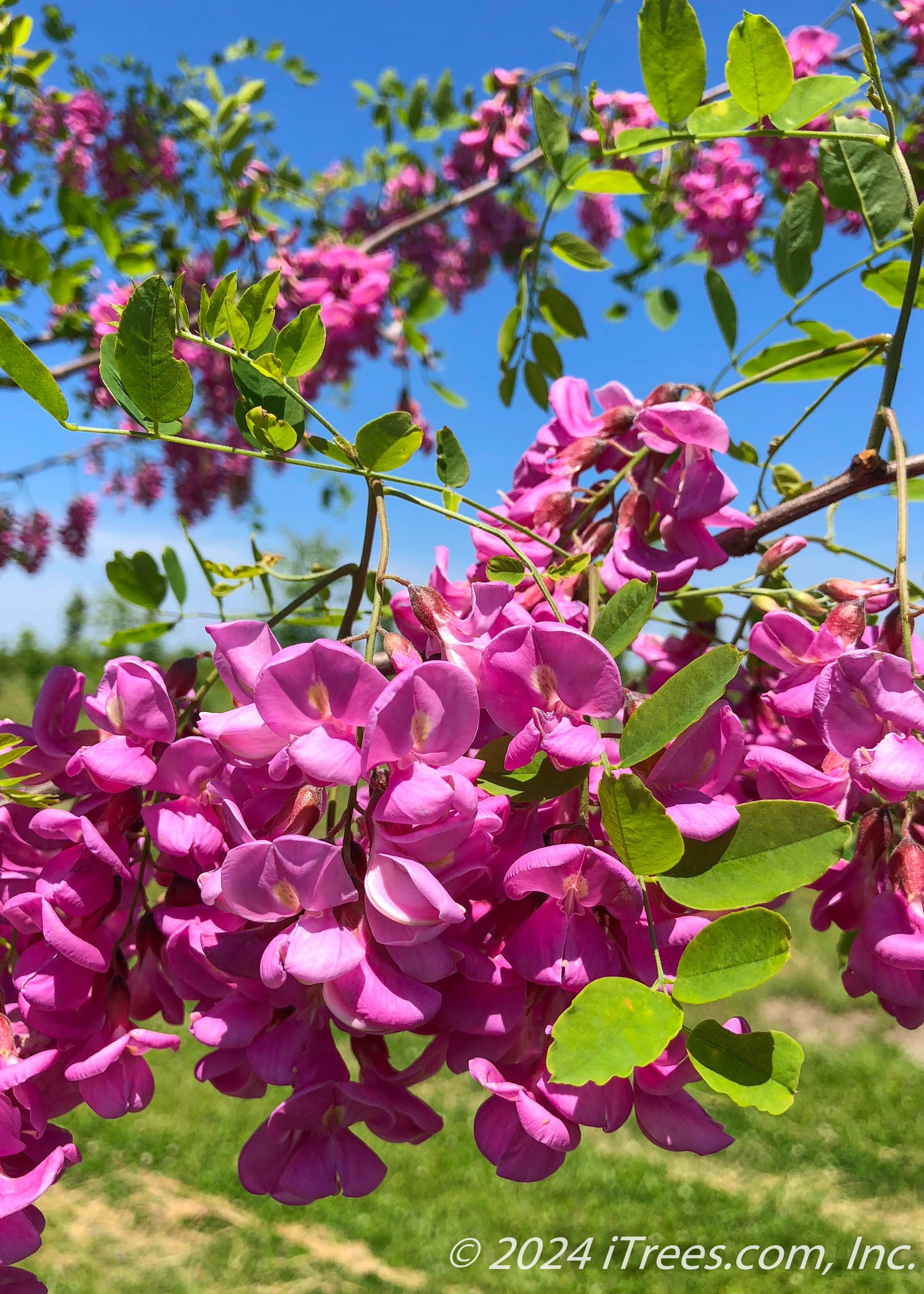 Purple Robe Black Locust