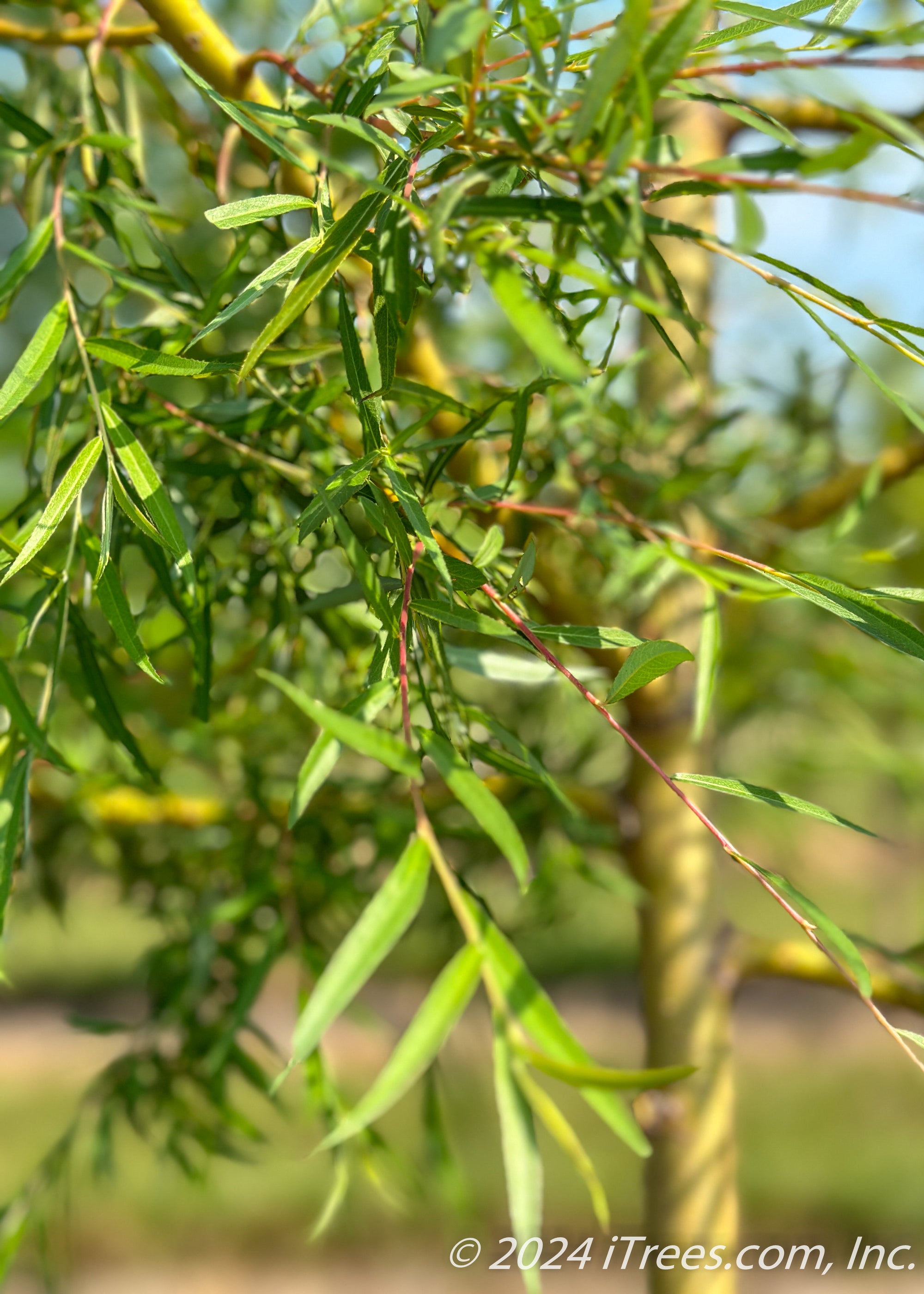 Niobe Golden Weeping Willow