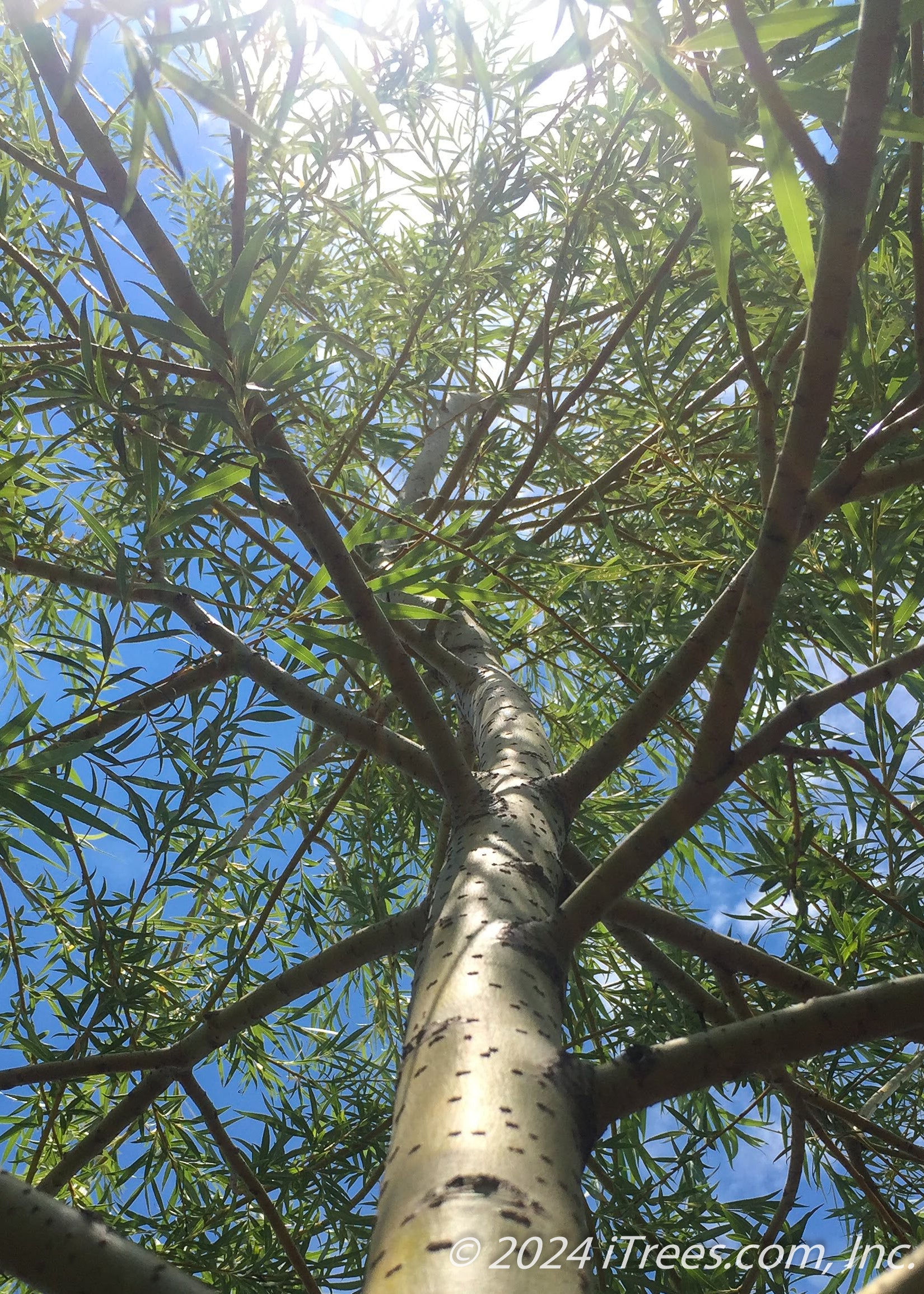 Niobe Golden Weeping Willow