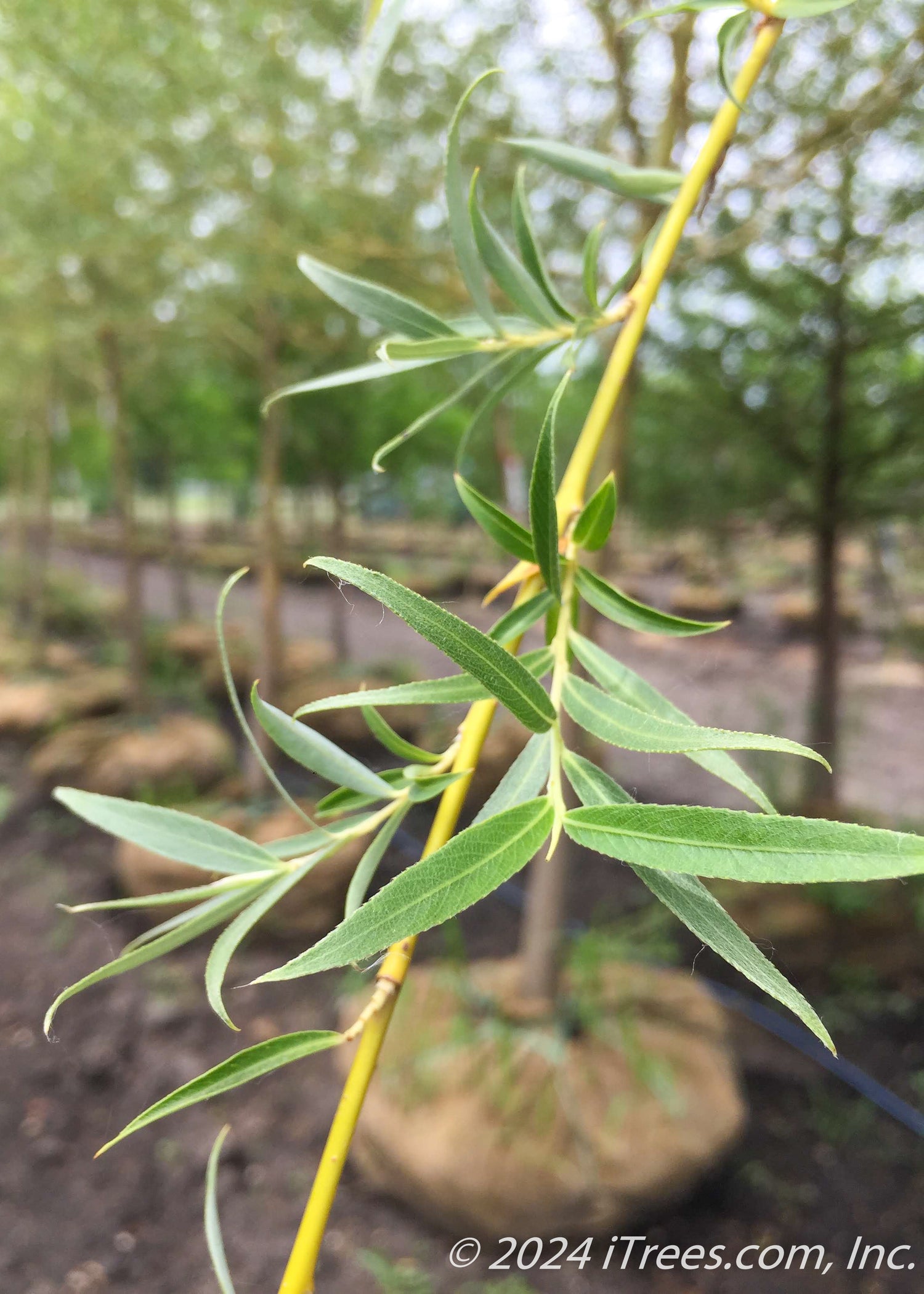 Niobe Golden Weeping Willow