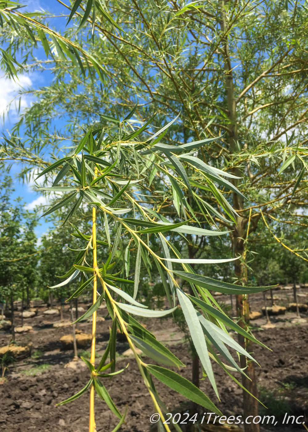 Niobe Golden Weeping Willow