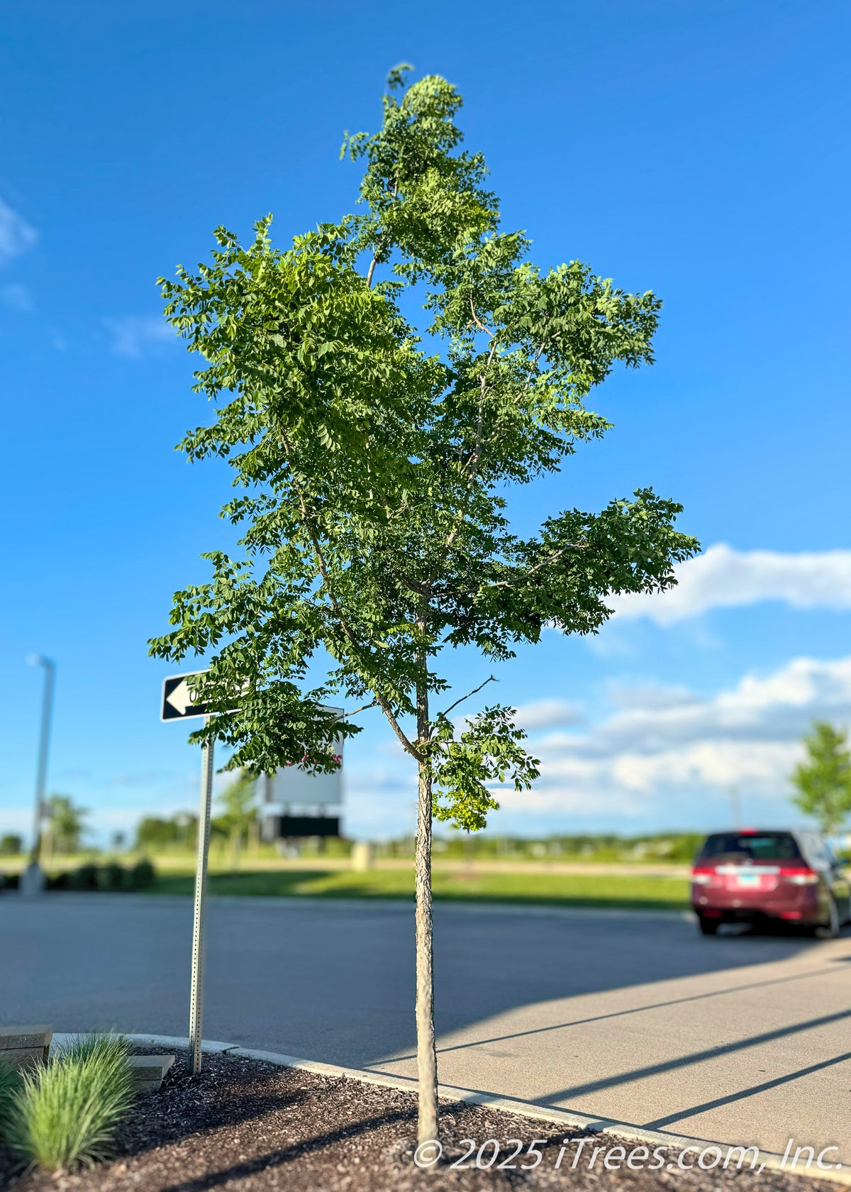 kentucky state tree coloring page