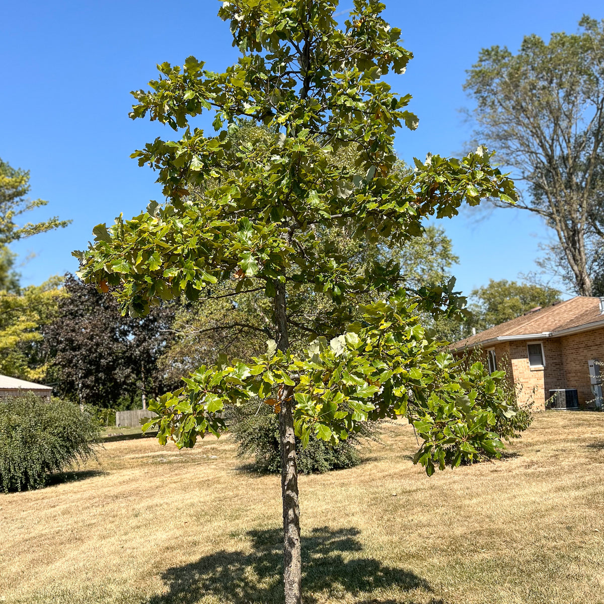 Swamp White Oak