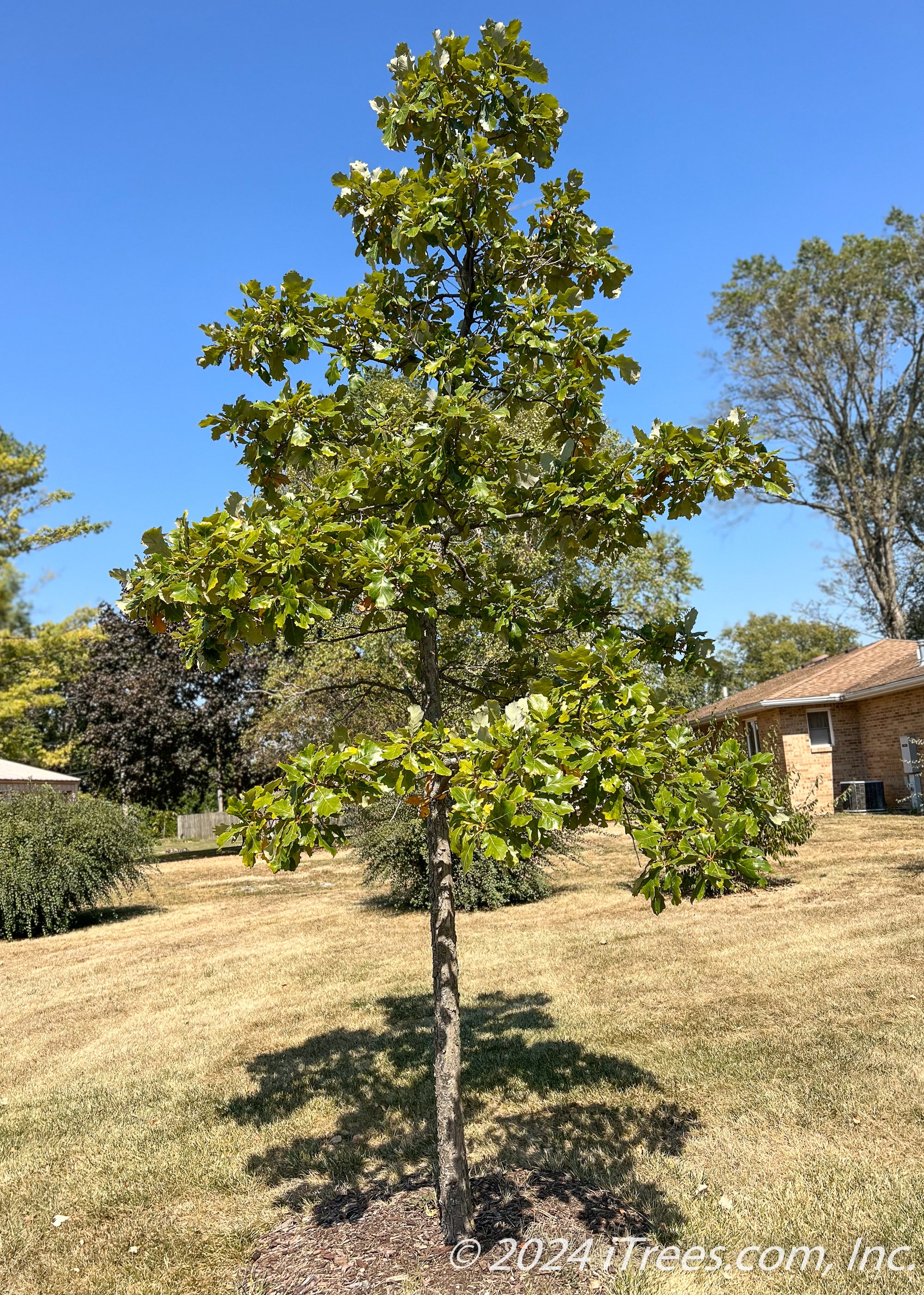 Swamp White Oak