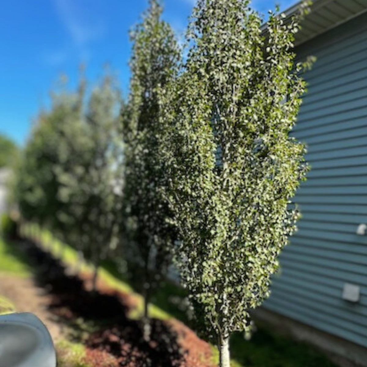 columnar poplar tree