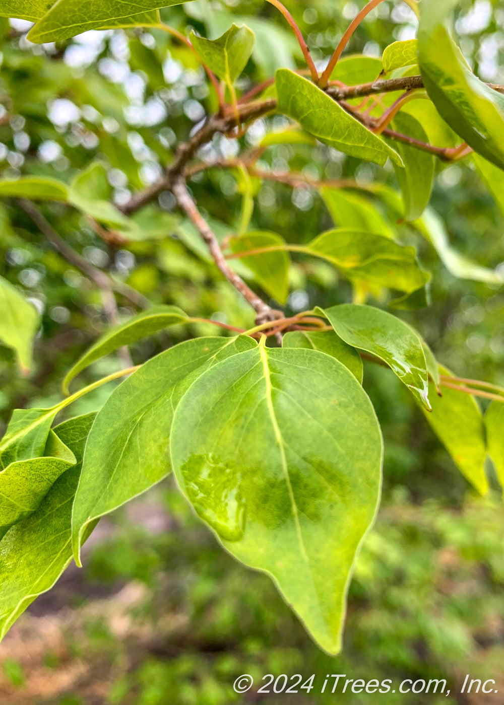 Beijing Gold® Tree Lilac