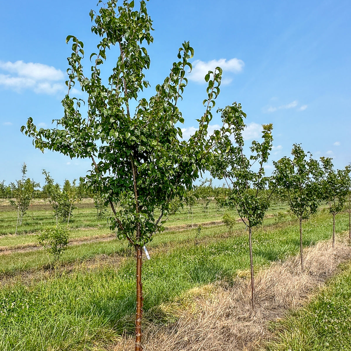Great Wall® Tree Lilac