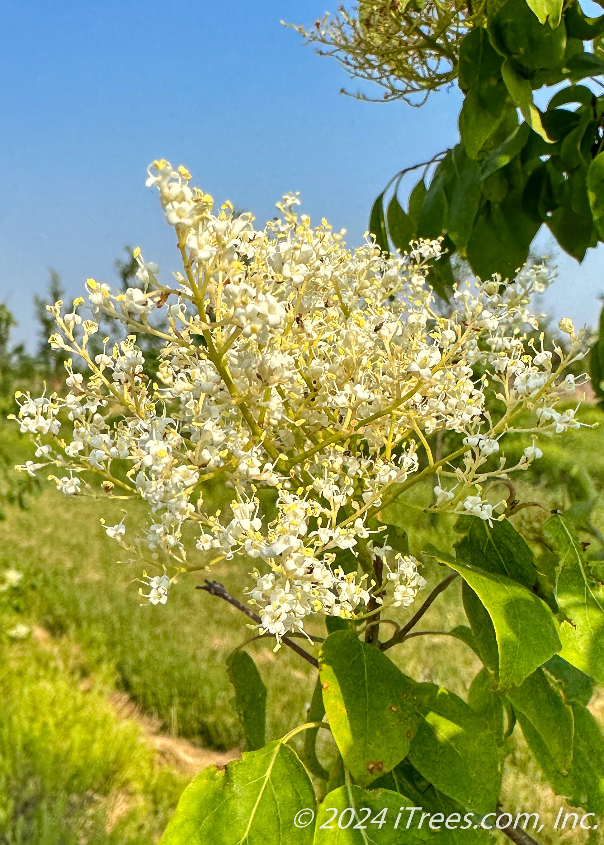 Great Wall® Tree Lilac