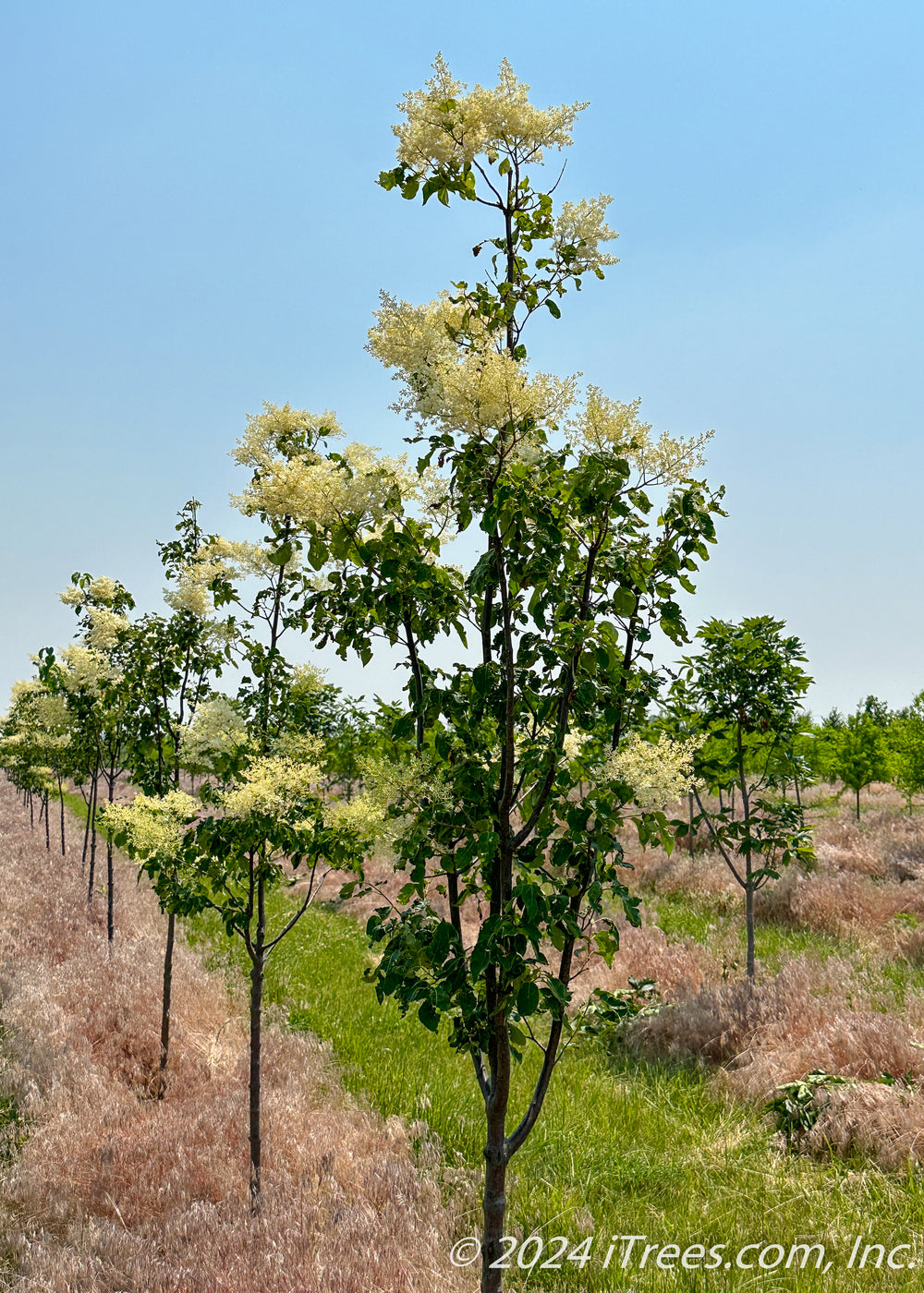 Snowdance™ Japanese Tree Lilac