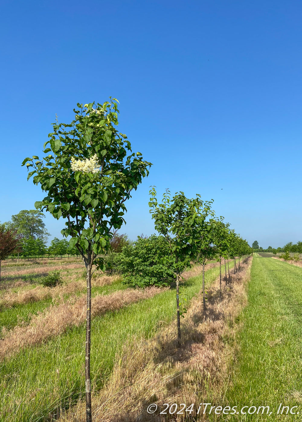 Ivory Silk Japanese Tree Lilac