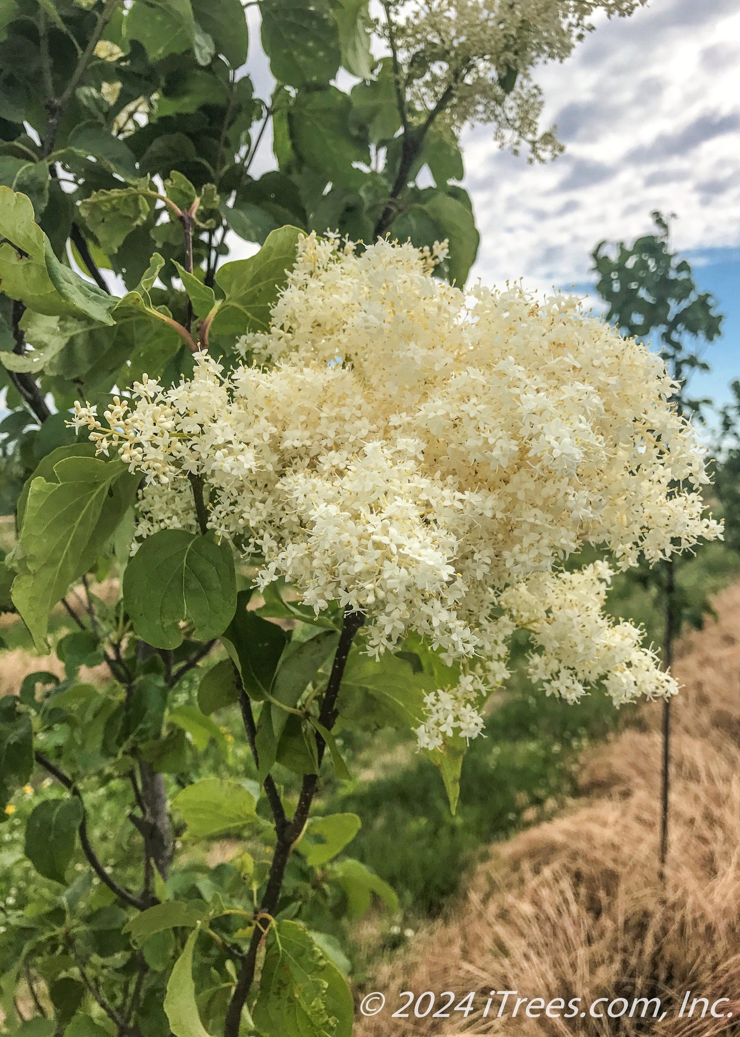 Ivory Silk Japanese Tree Lilac