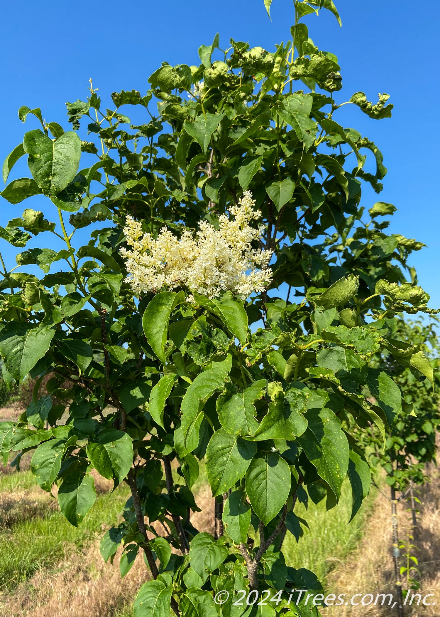 Ivory Silk® Japanese Tree Lilac