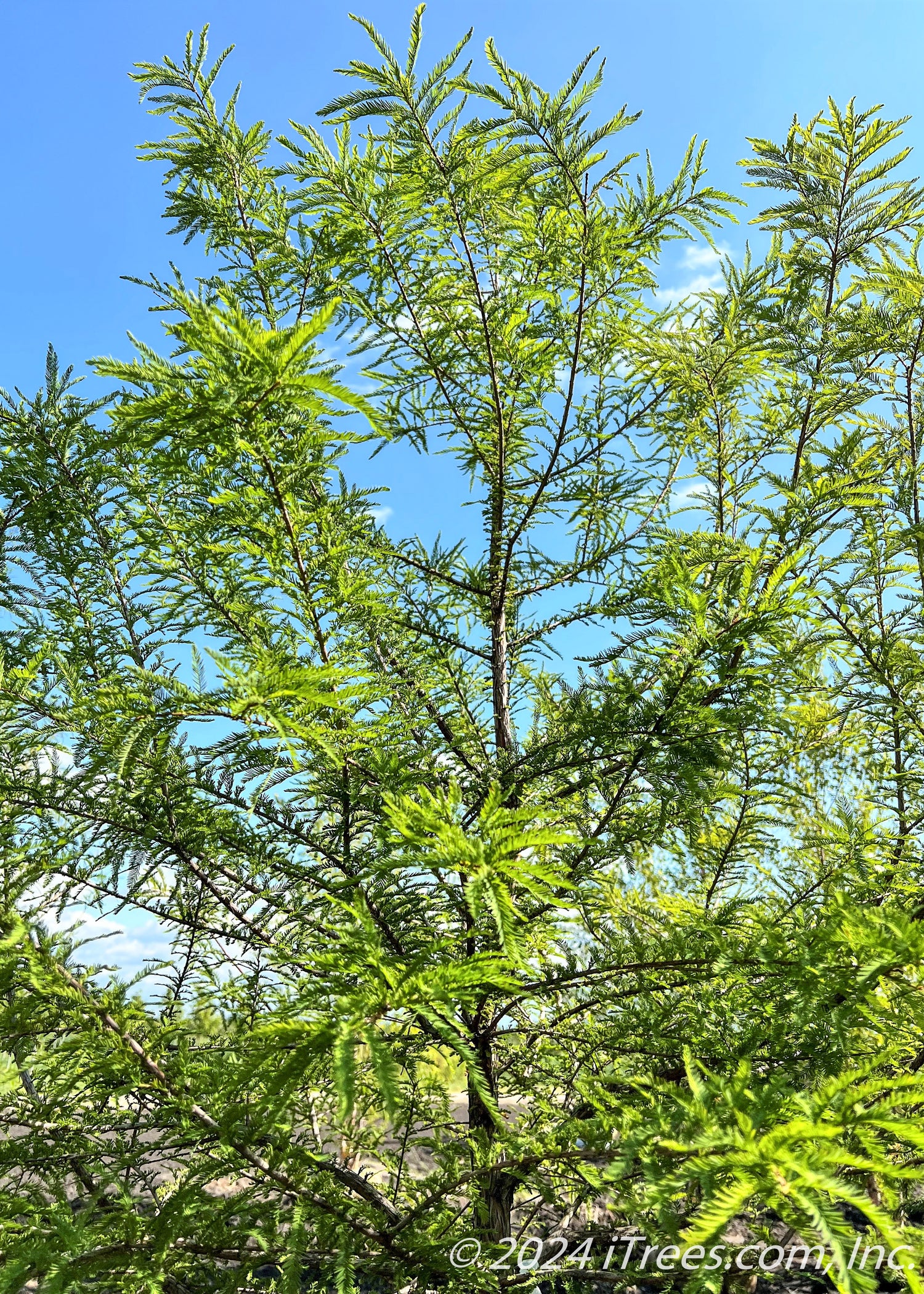 Green Whisper Bald Cypress