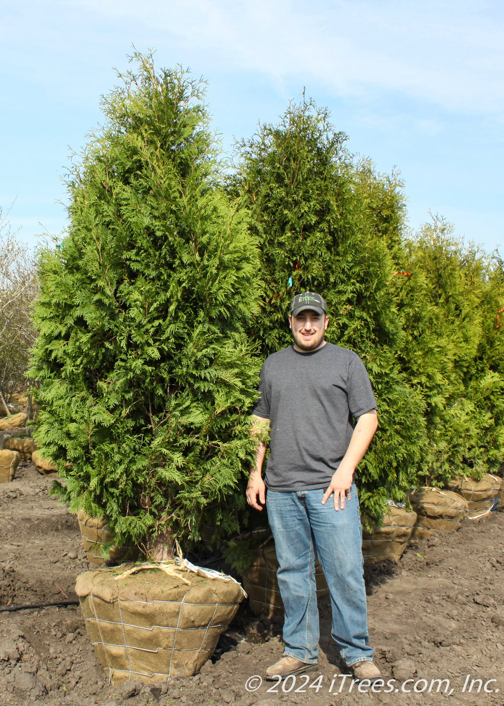 Nigra Arborvitae