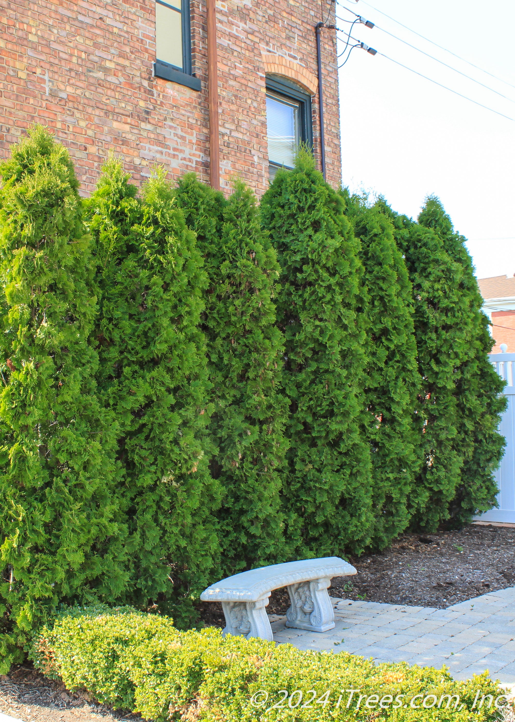 Emerald Green Arborvitae