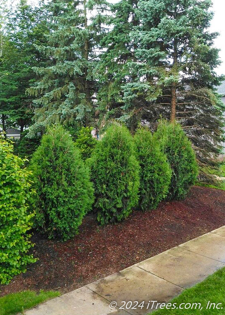 Buy Techny Arborvitae Trees | Planting & Warranty - iTrees.com